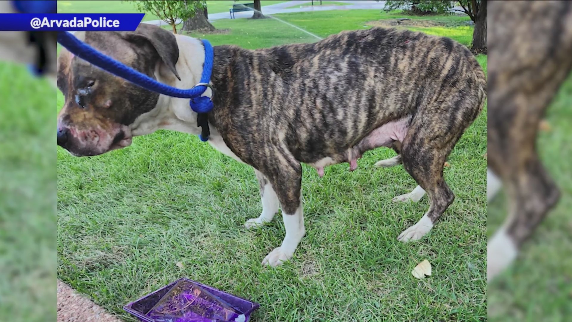 Dog still recovering after being stabbed, burned in Arvada park – FOX31 ...