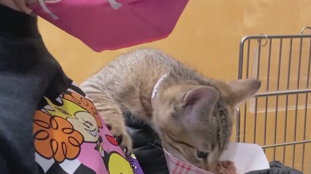 Love animals and the outdoors? How you can volunteer your time to make ...