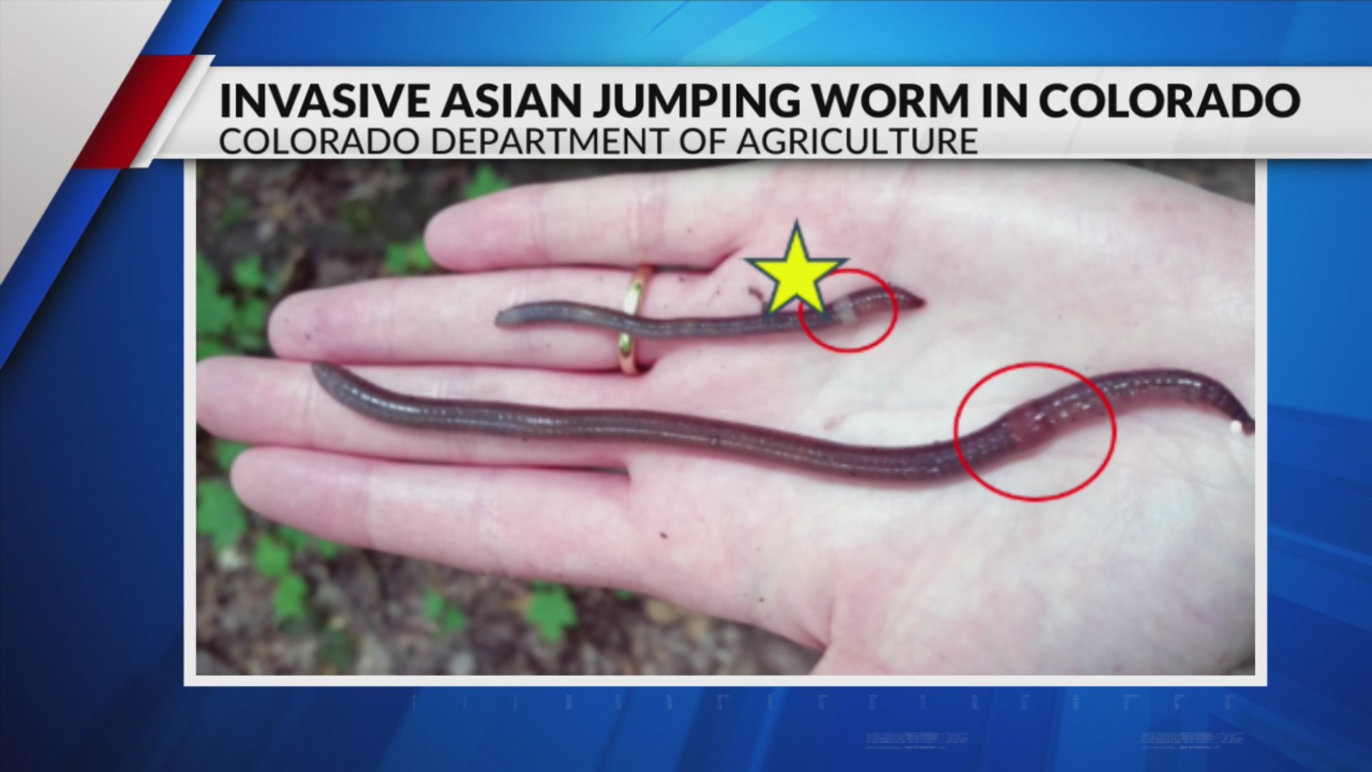 Asian jumping worm, an invasive species, found in Colorado – WANE 15