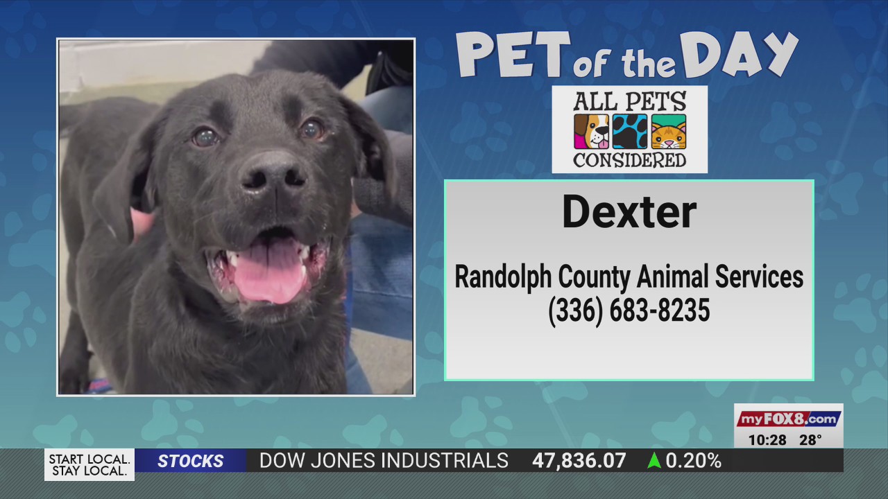 Pet of the Day: You’ll adore Dexter – FOX8 WGHP