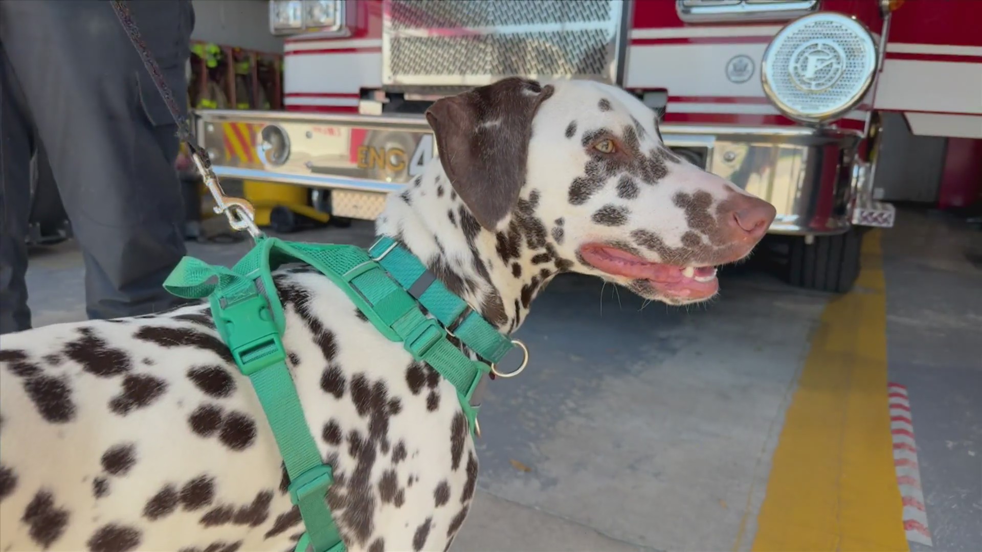Meet Ember: DeFuniak Springs Fire Department’s new fire dog ...
