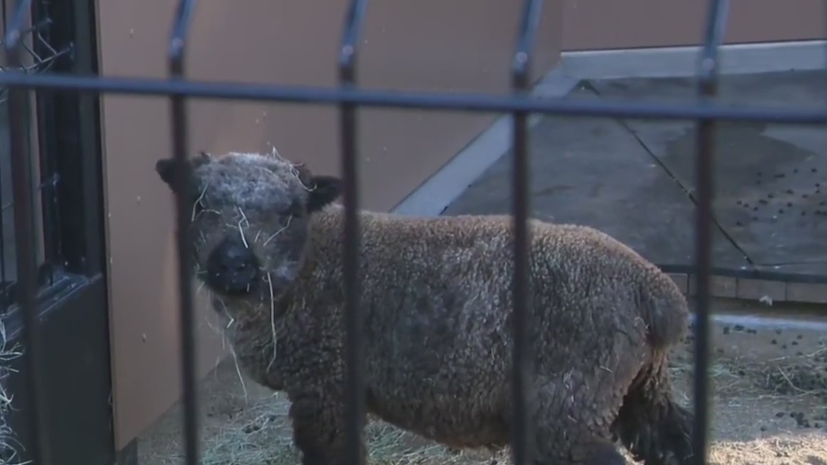 Helen Woodward Animal Center’s new fluffy ambassadors – FOX 5 San Diego ...
