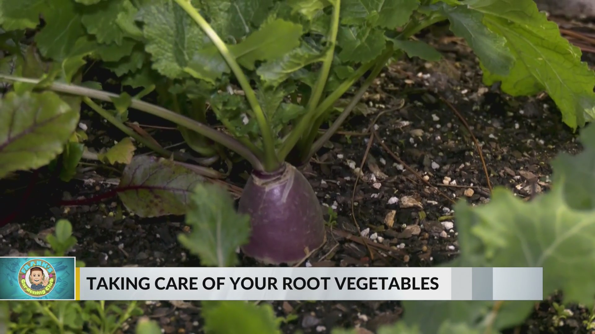 Taking care of your root vegetables – WBTW