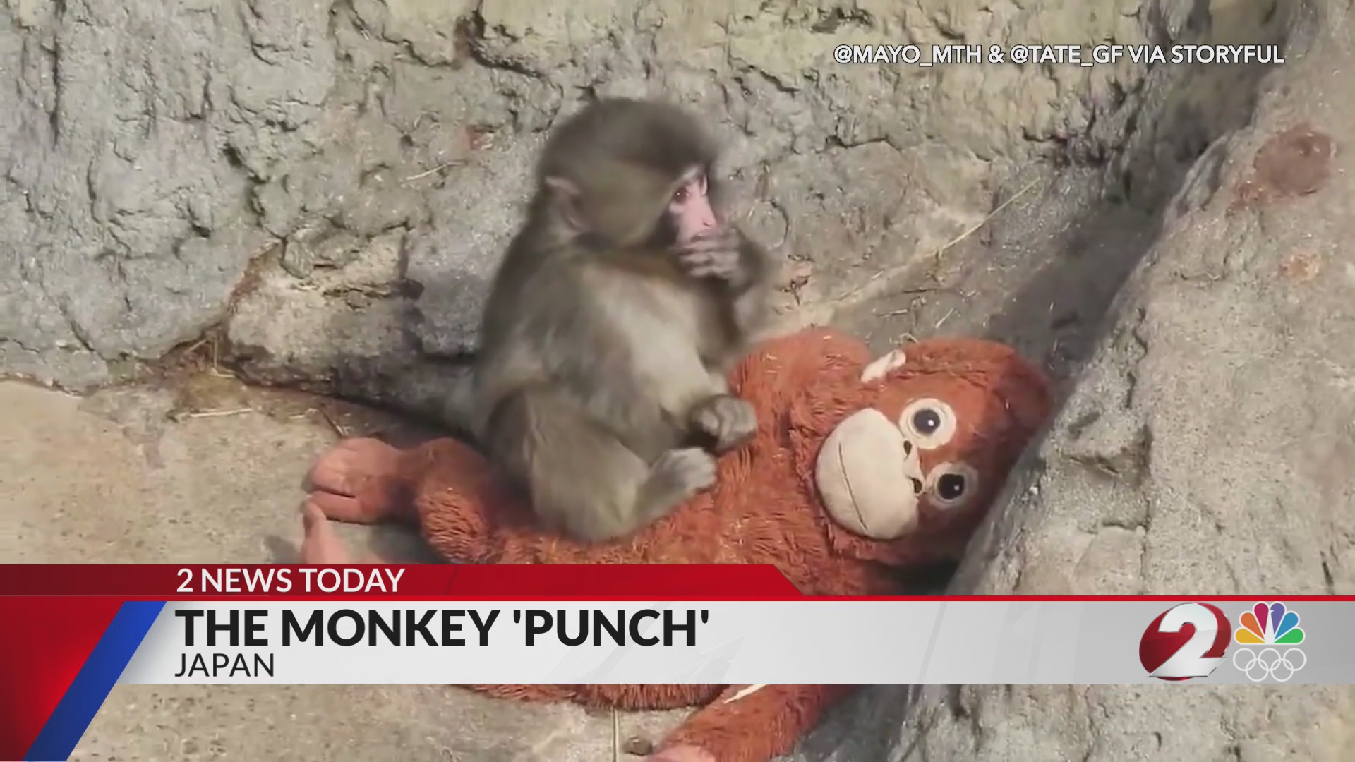 Punch the Monkey finds community in Japan – WDTN.com