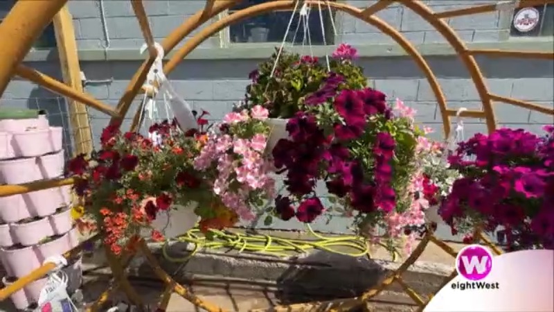Keep your flowers beautiful all summer long – WOODTV.com