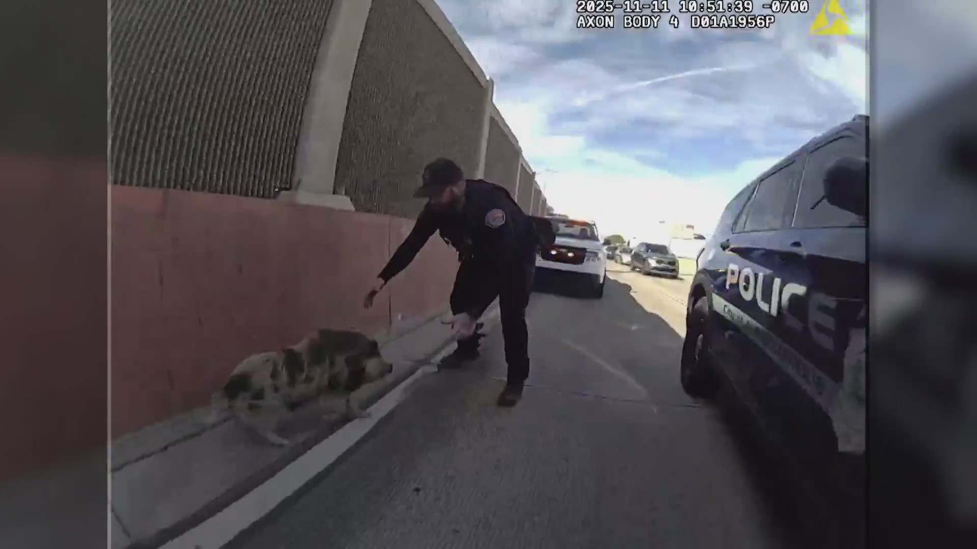 Video: Albuquerque police officers chase pig on I-40 – KRQE NEWS 13 ...