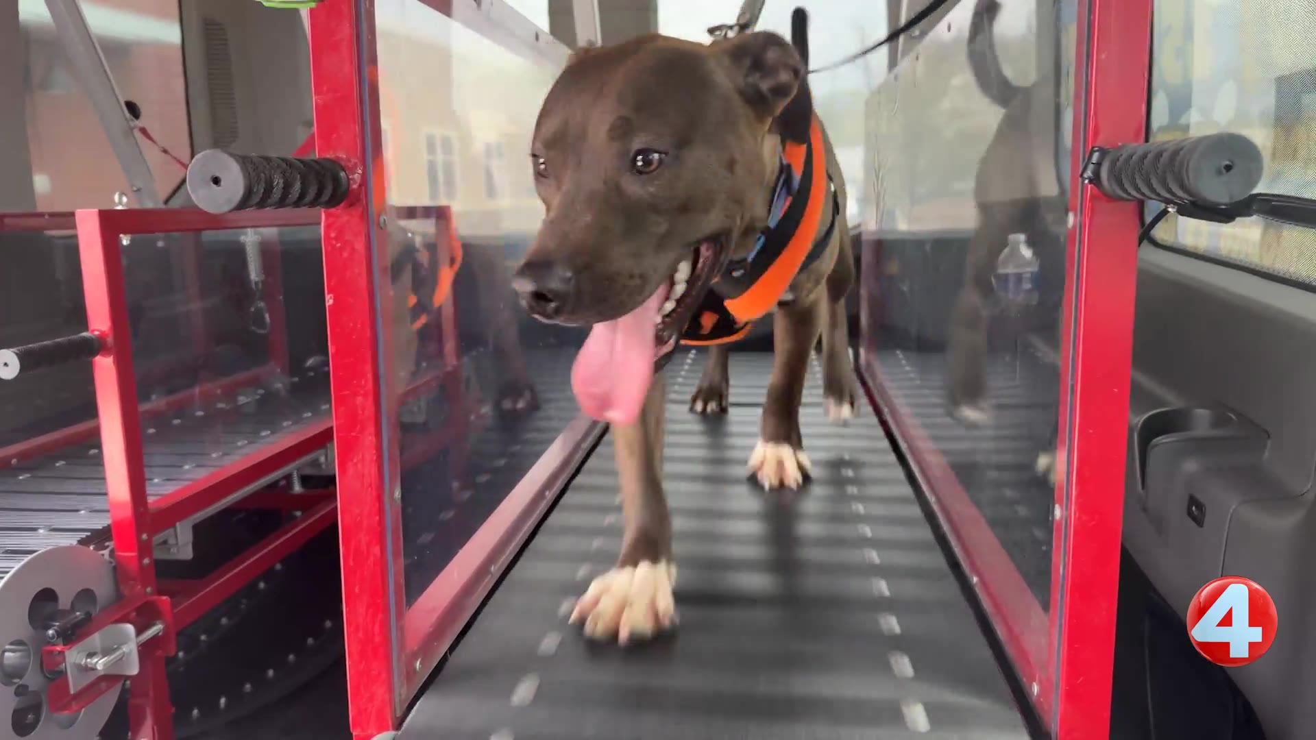 Putting pep back into your pup’s step – News 4 Buffalo