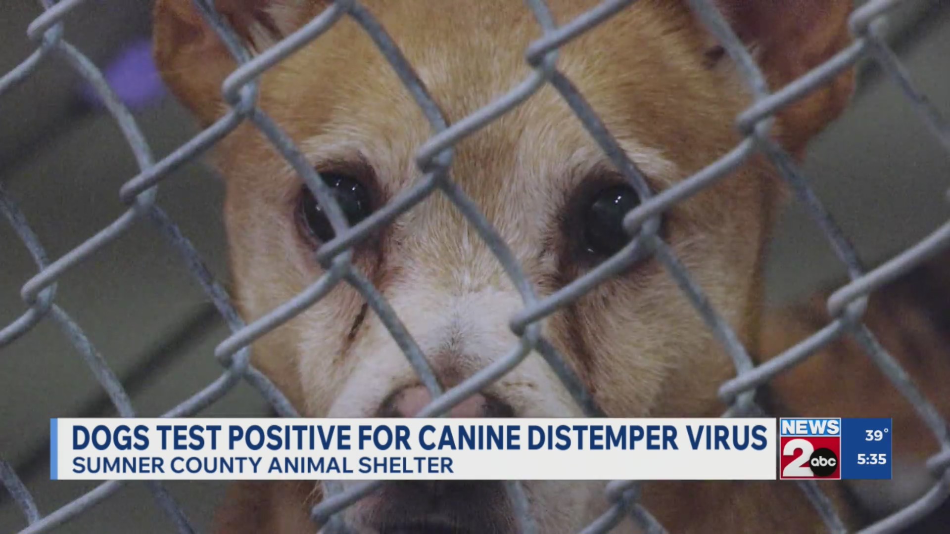 Dogs test positive for distemper in Sumner County – WKRN News 2