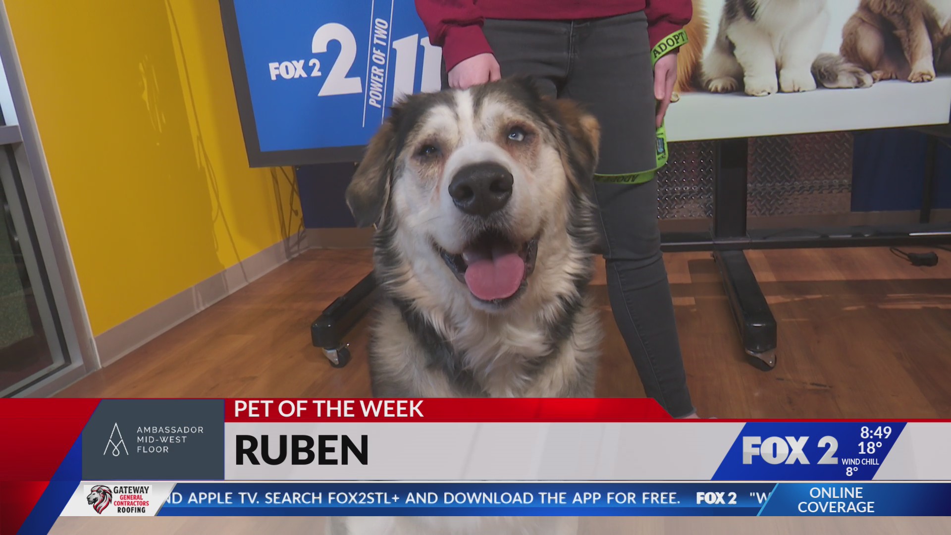 Pet of the Week: Ruben the Dog – FOX 2