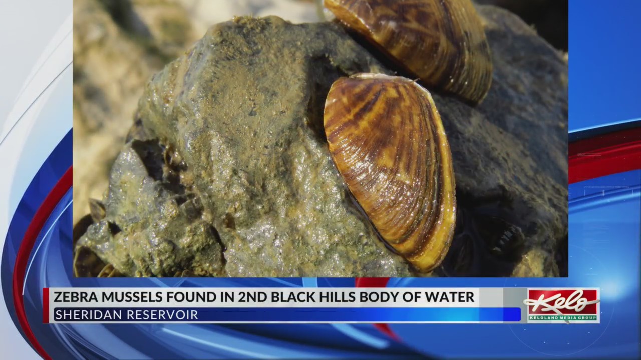 Zebra mussels found in 2nd Black Hills body of water – KELOLAND.com