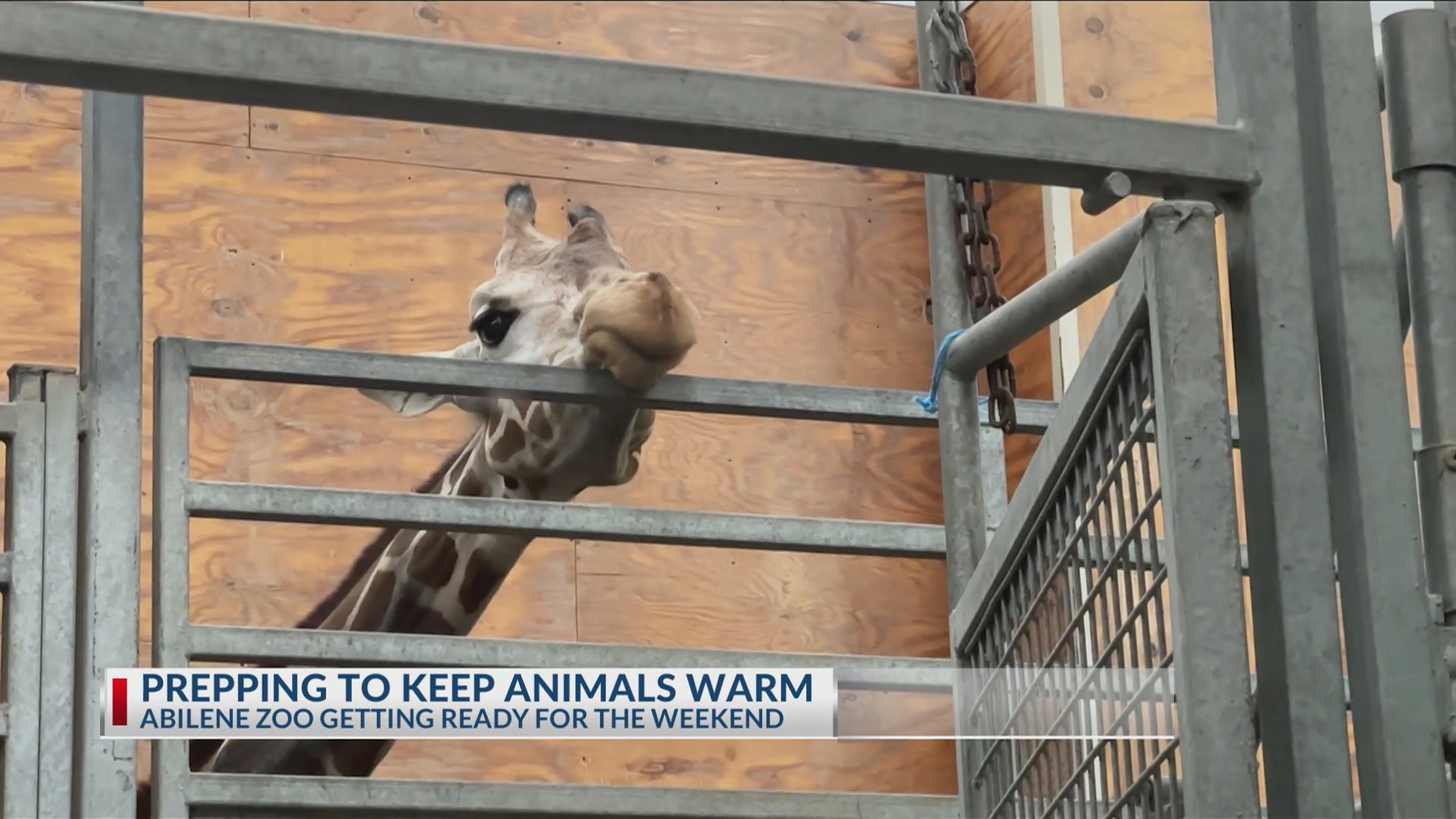 Abilene Zoo staff prepare animals for cold weather – KTAB ...