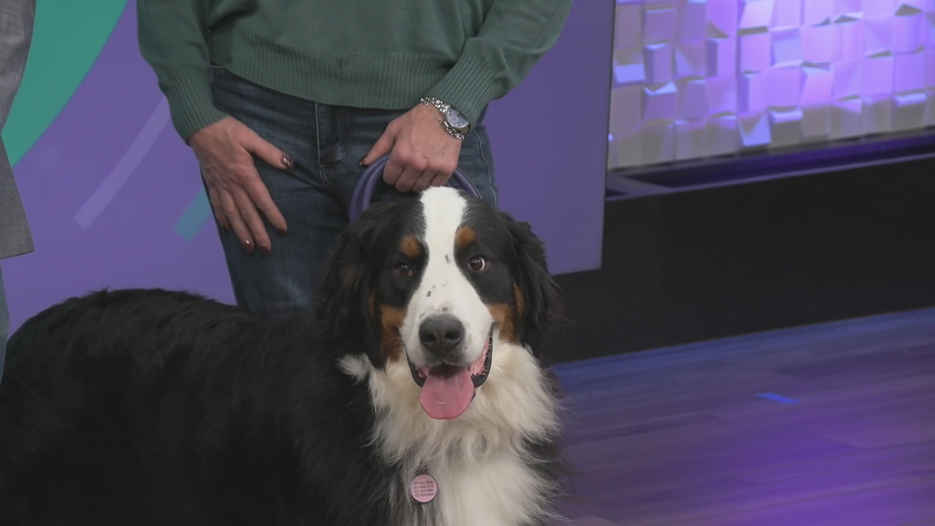 Springfield Side Kick Dog Training: Thanksgiving – KOLR – OzarksFirst.com