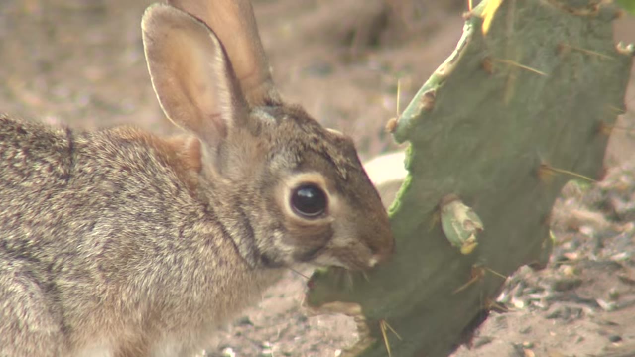 Richard Moore Outdoor Report: Peerless Prickly Pear Cactus – KVEO-TV