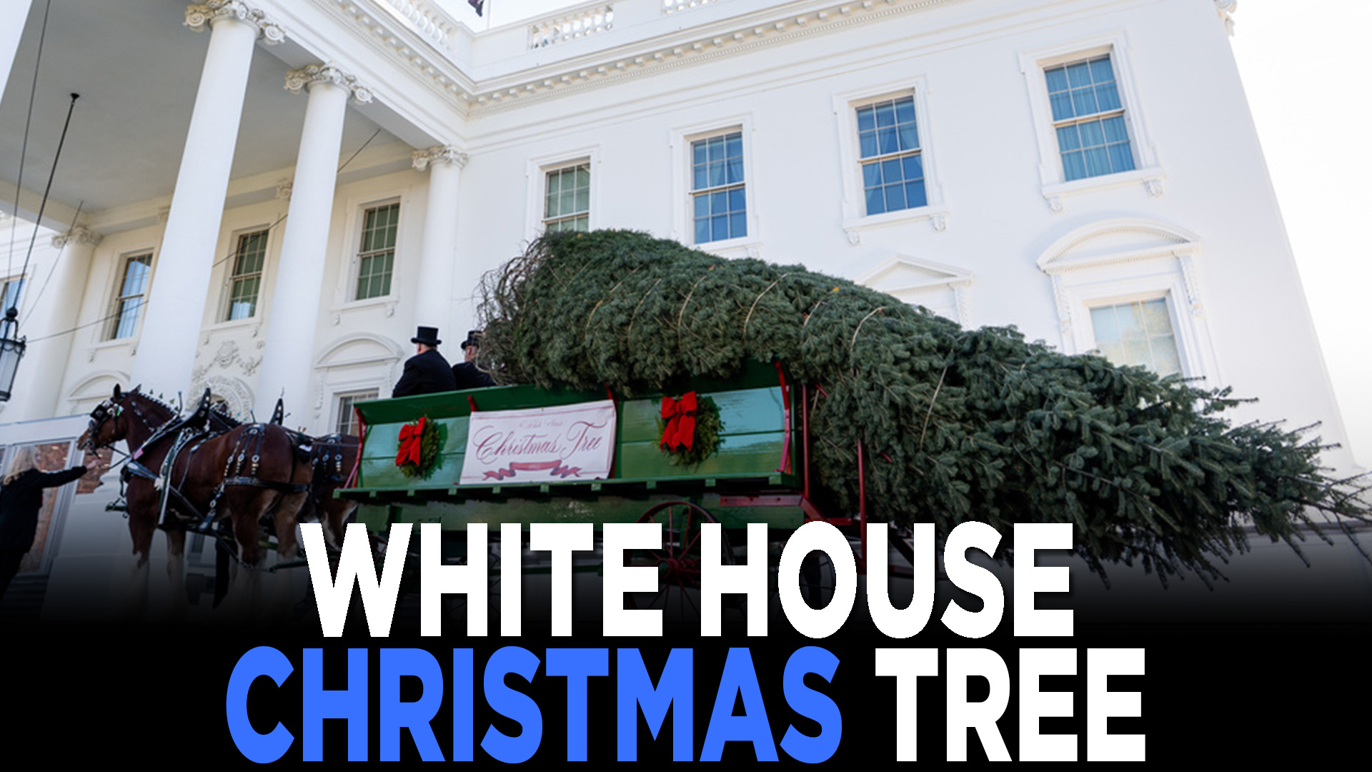 Melania Trump welcomes White House Christmas tree | TRENDING – The Hill