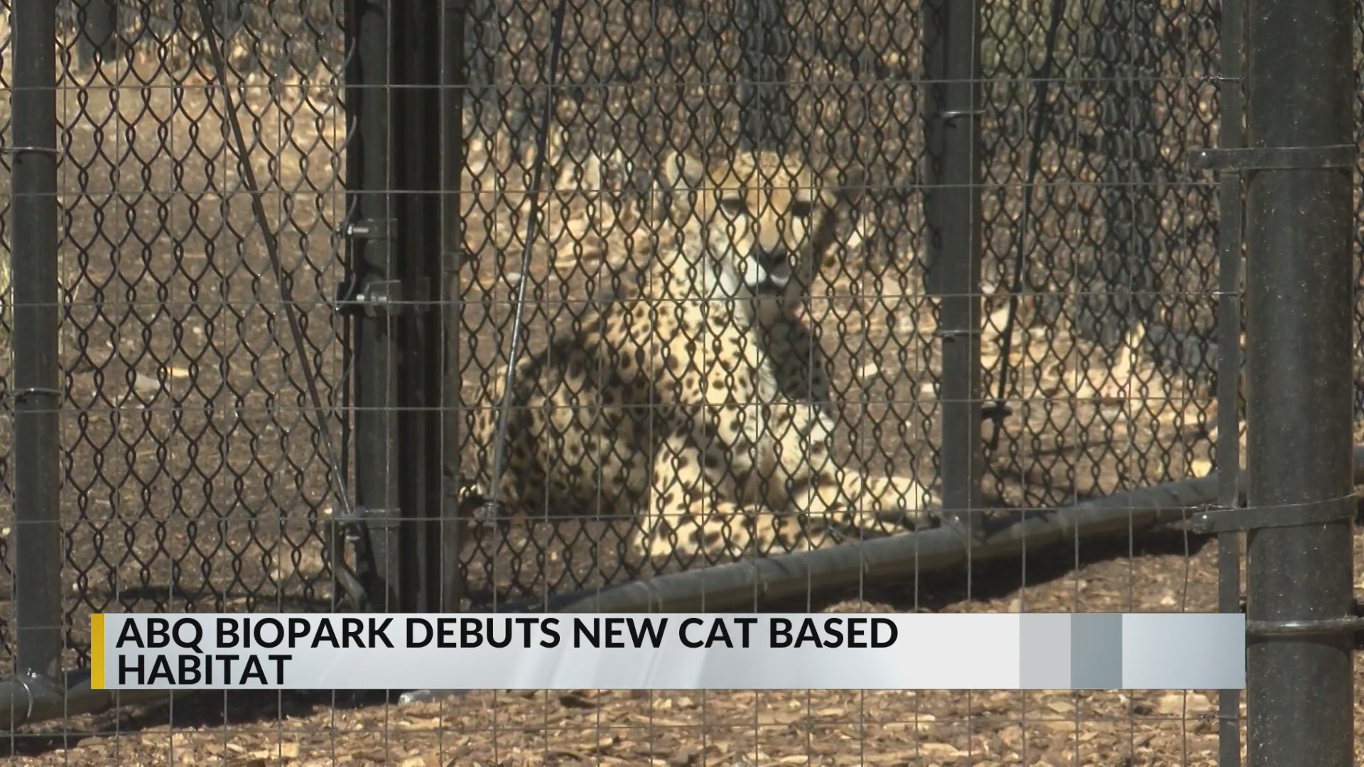 Albuquerque BioPark debuts new cat-based habitat – KRQE NEWS 13 ...