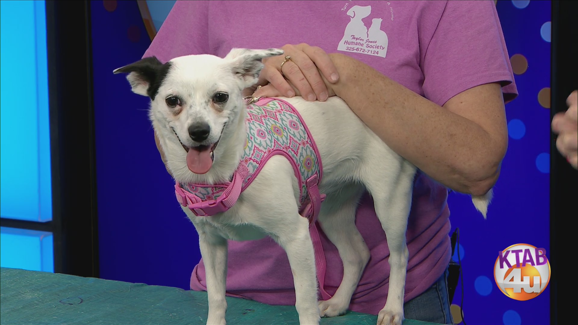 Karsen needs a home – KTAB – BigCountryHomepage.com