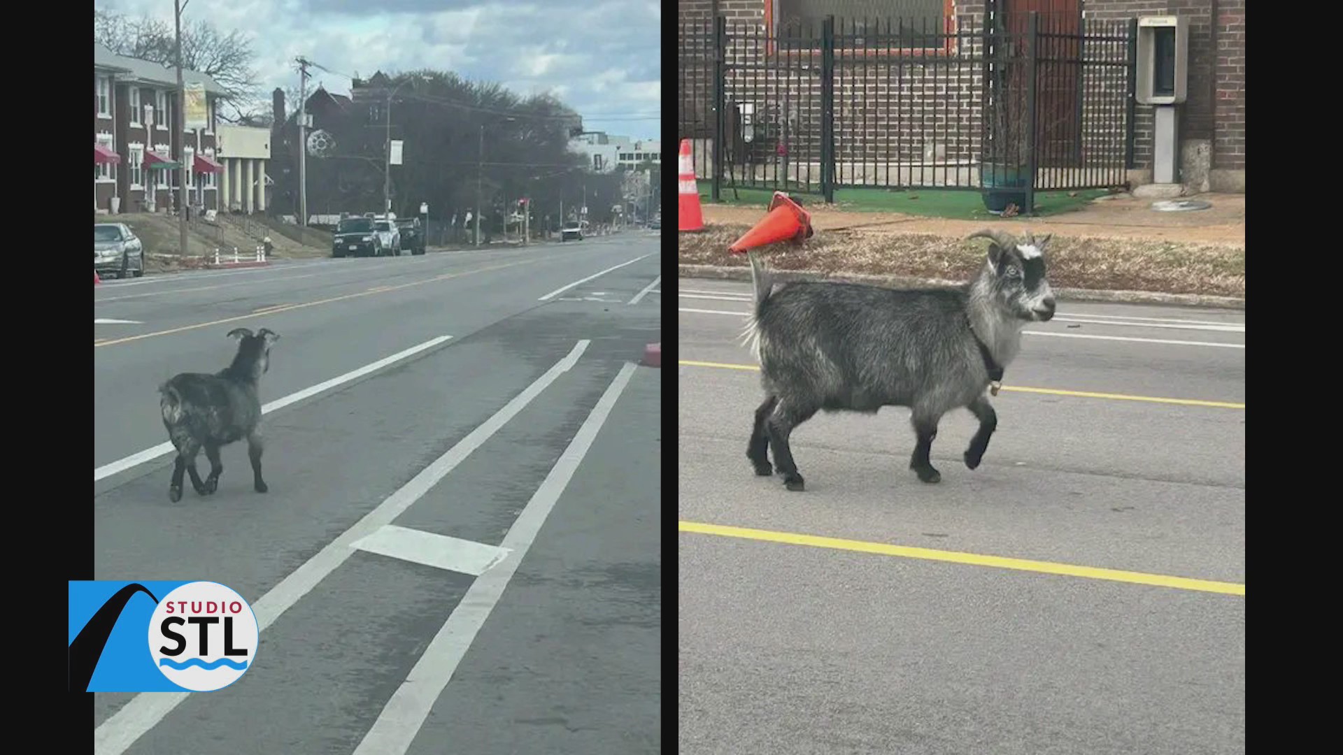 Trending Topics: Goat on the run in St. Louis; multiple monkeys still ...