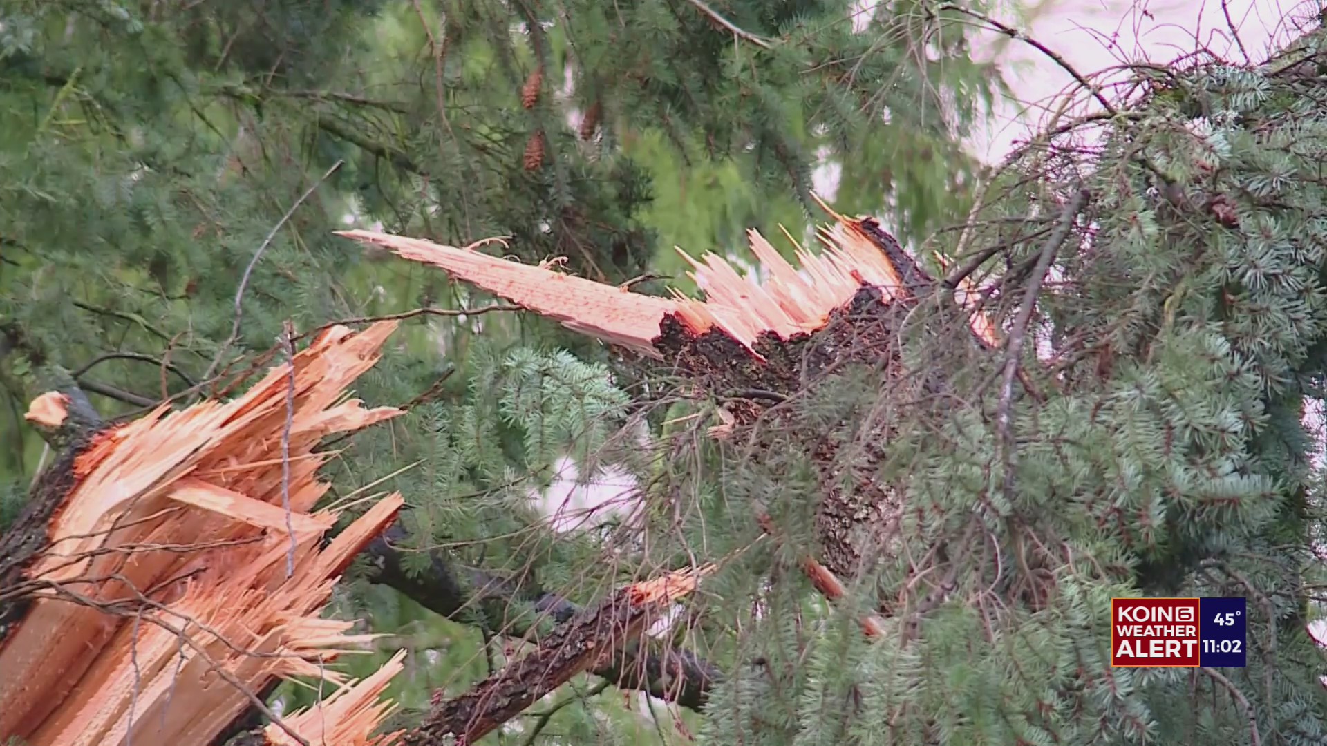 More downed trees, power outages expected in Portland – KOIN.com