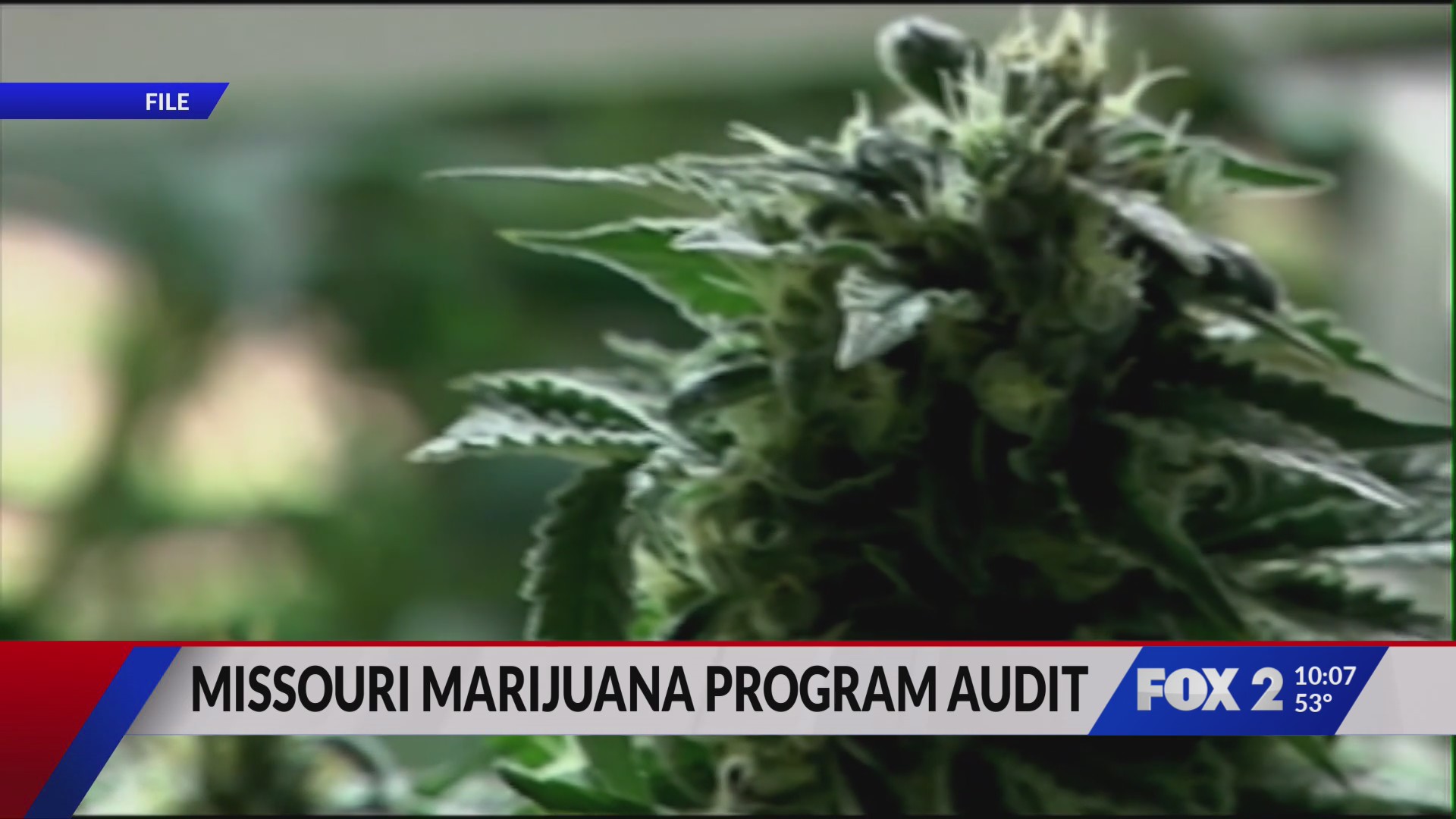 Mo. marijuana program audit finds flaws, pushback – FOX 2