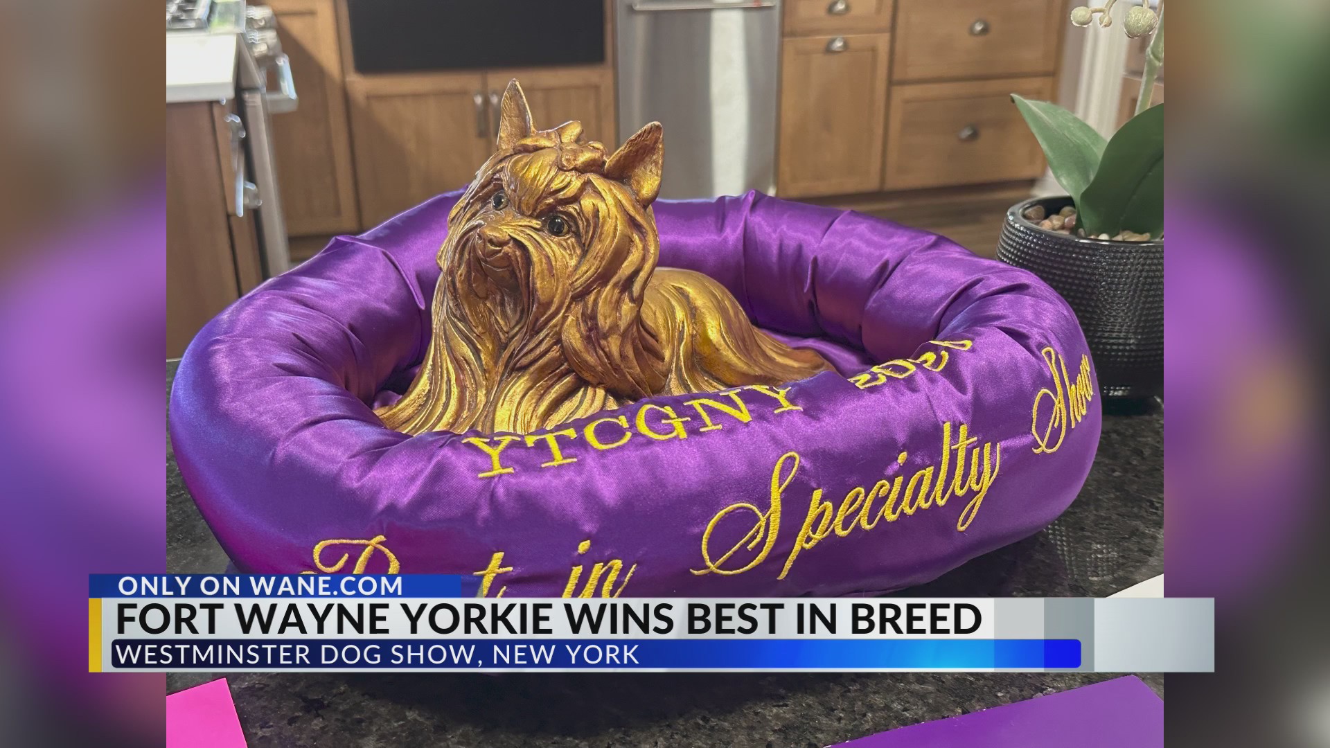 FW Yorkie wins Best of Breed at Westminster Dog Show – WANE 15