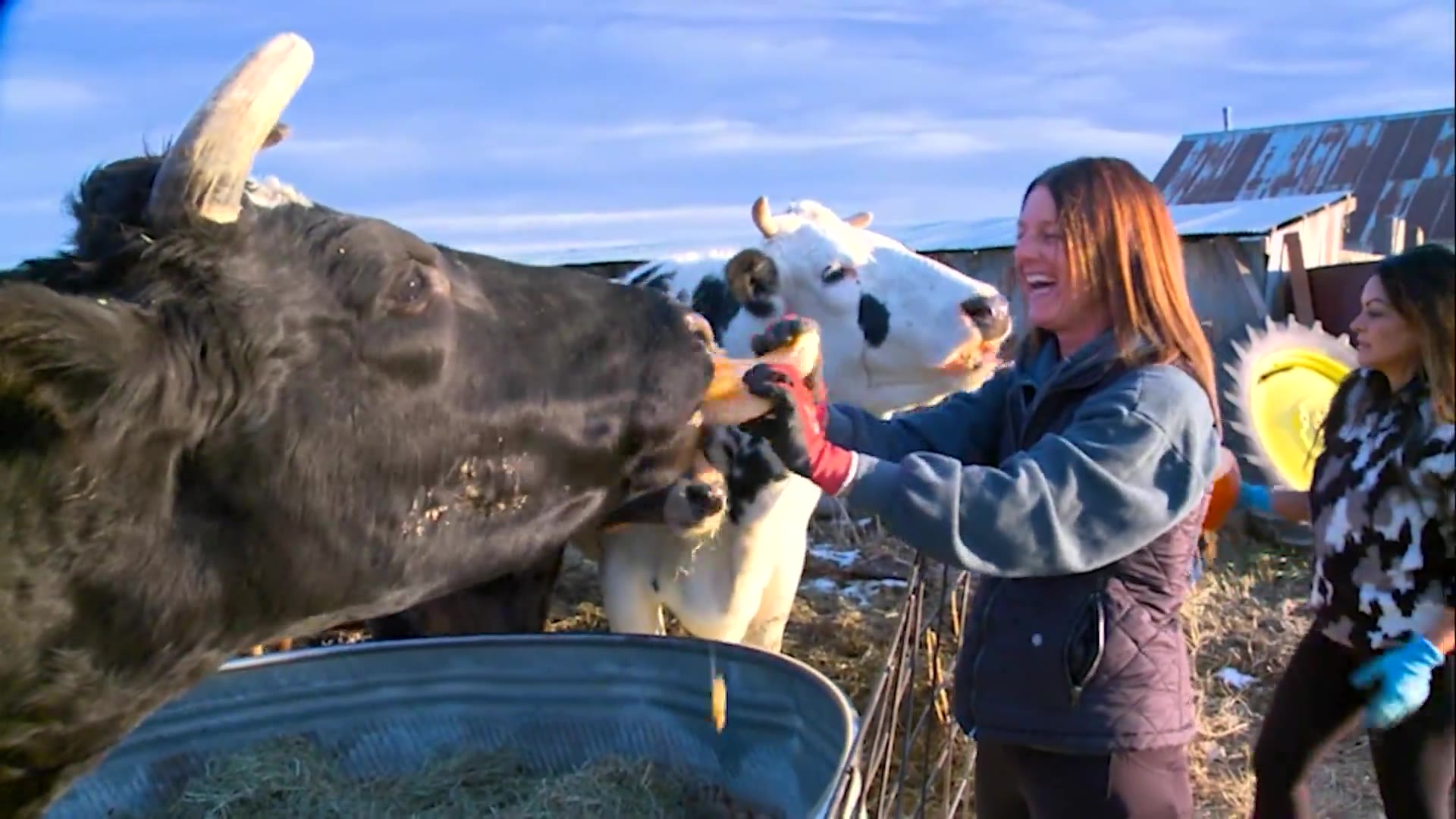 Cow sanctuary’s $14k ATV stolen in overnight theft – FOX31 Denver