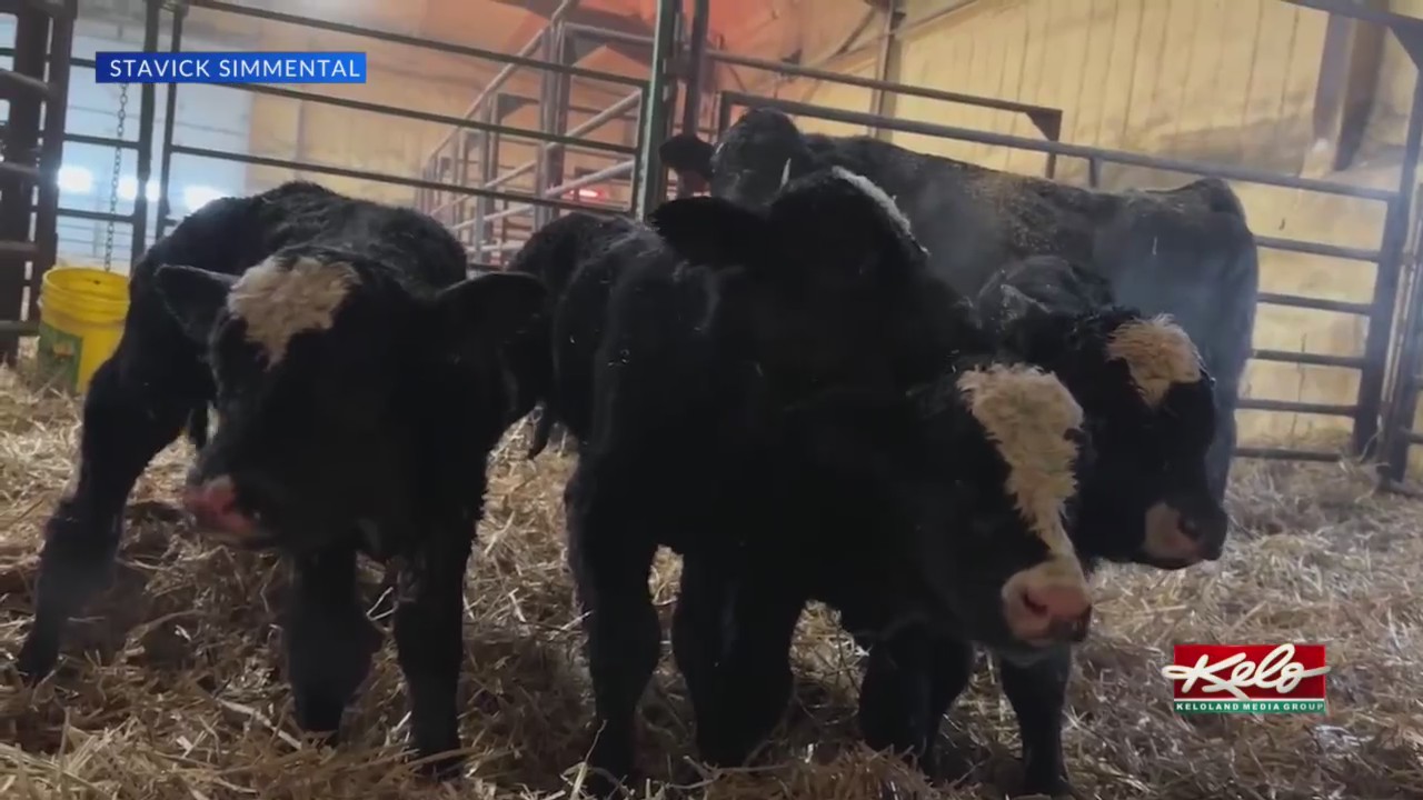 Quadruplet bull calves all grown up – KELOLAND.com