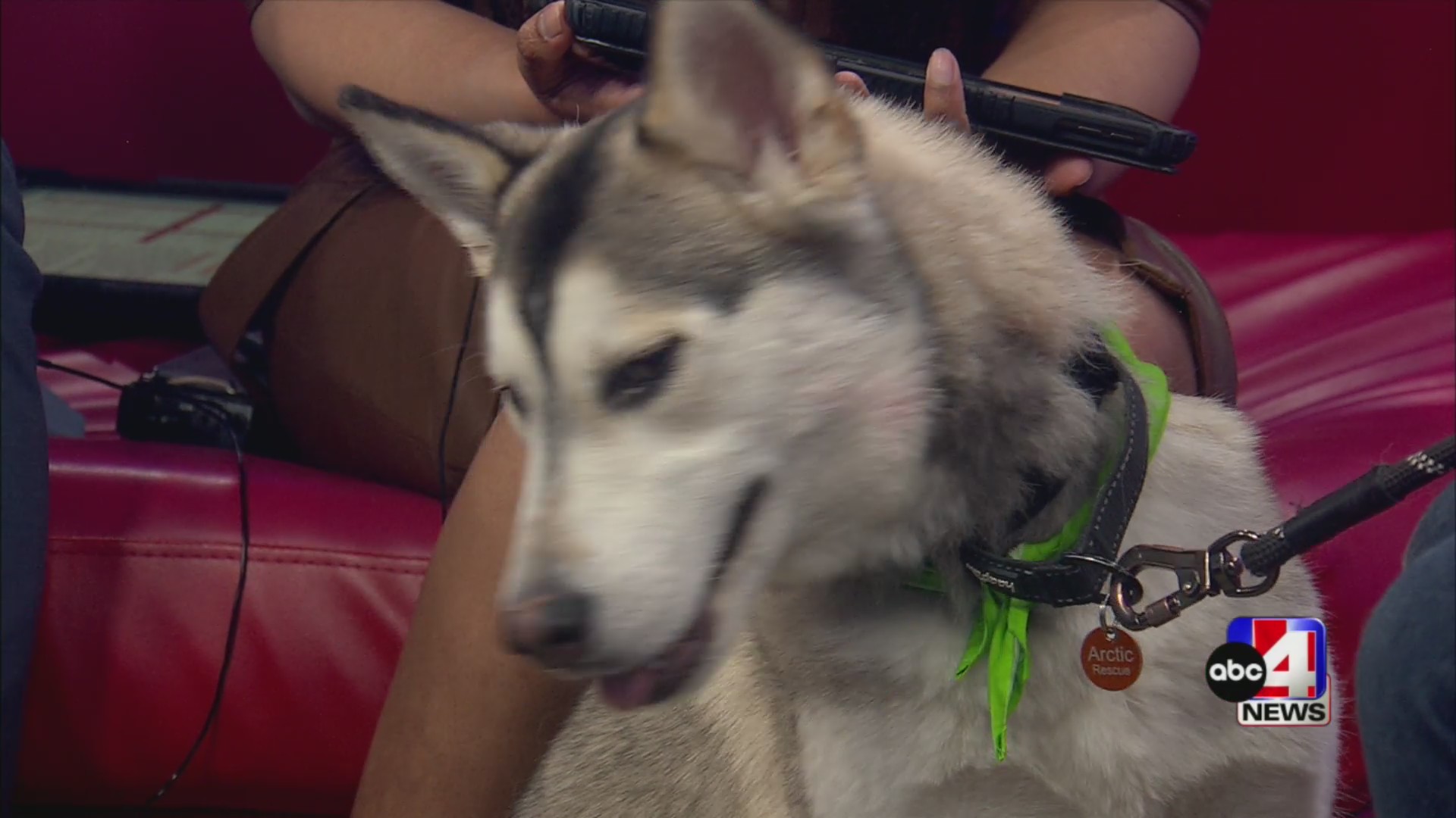 Pet of the Week: Meet Poppi – ABC4 Utah