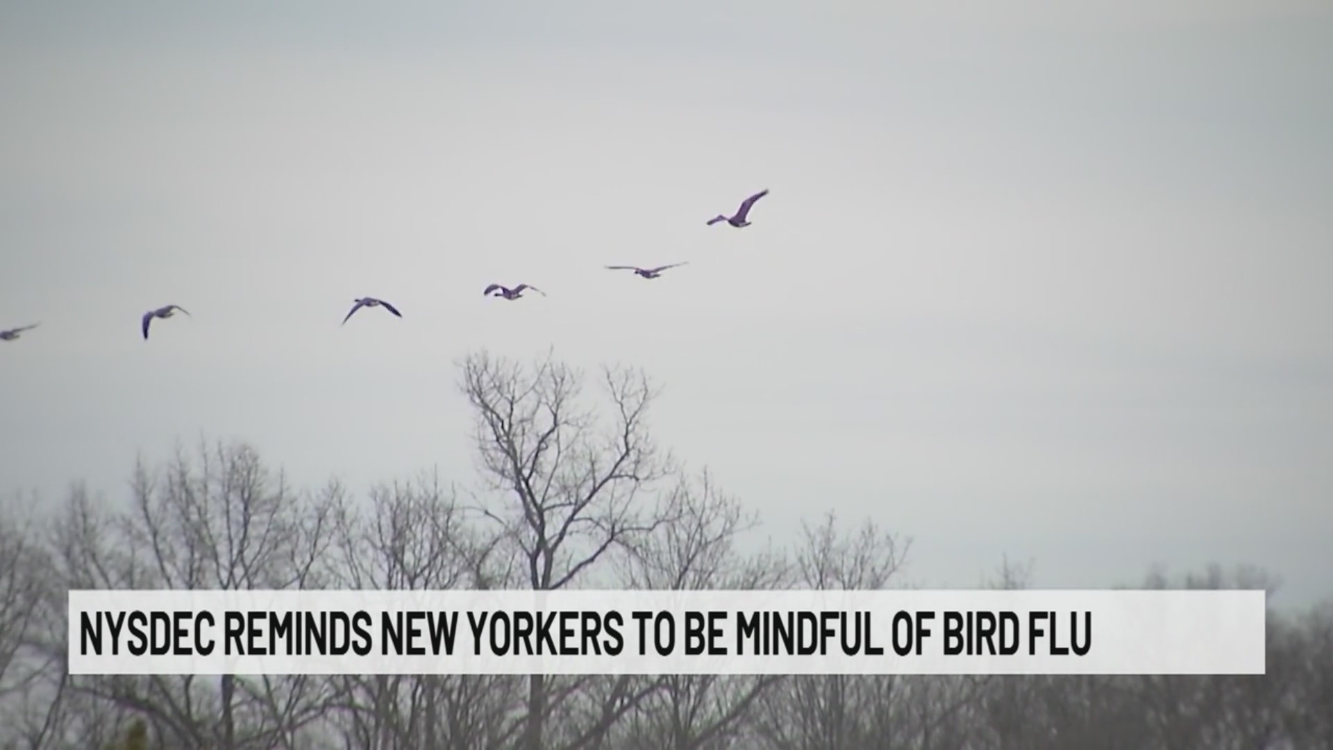 NYSDEC reminds New Yorkers to be mindful of bird flu – NEWS10 ABC