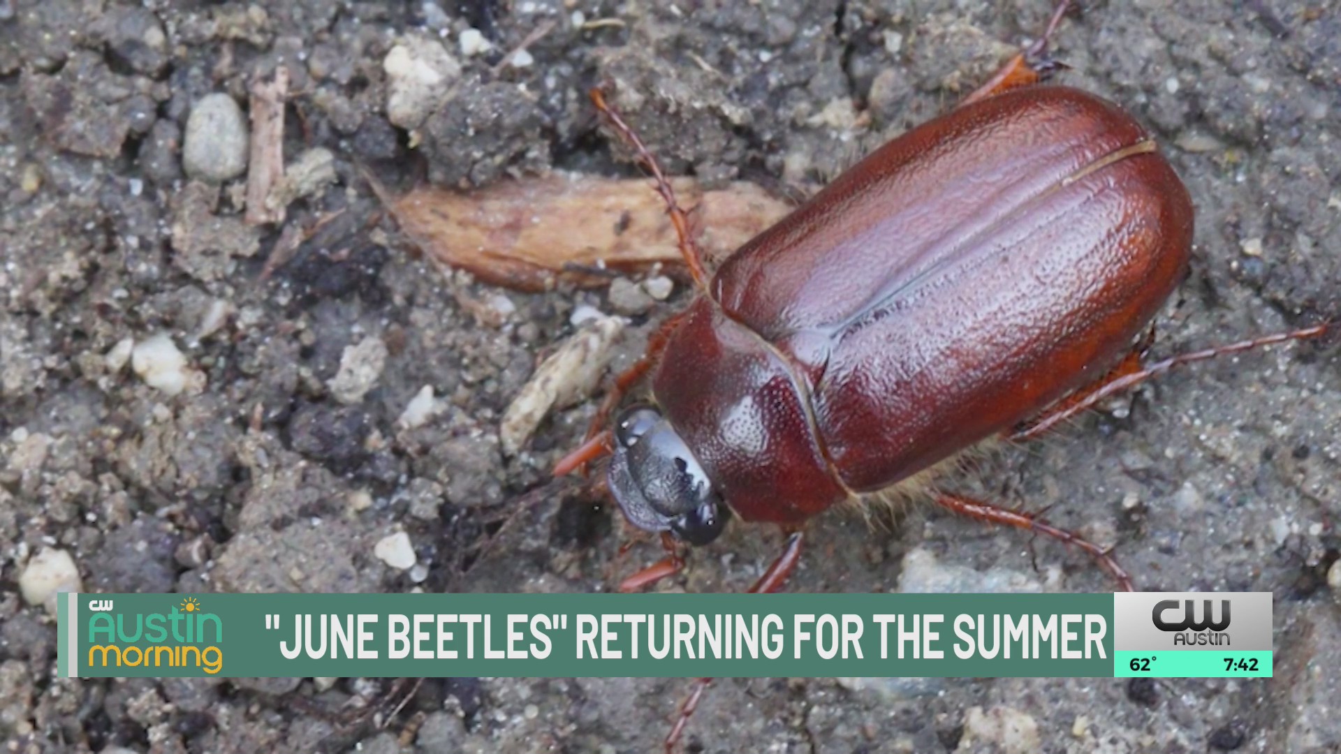 June bugs are back! Why they are buzzing near your home – KXAN Austin
