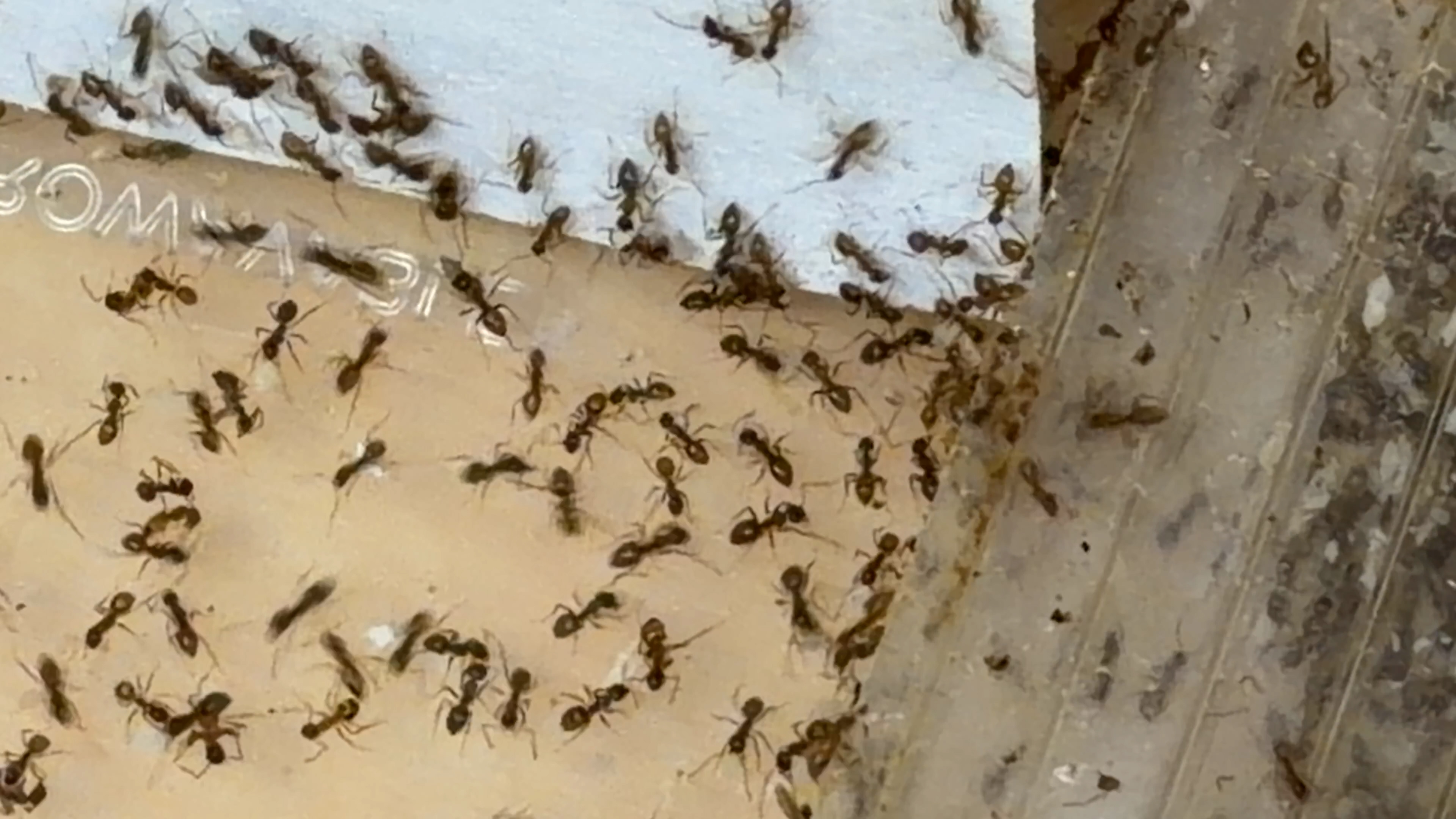 Crazy ants are invading Central Texas; UT just discovered why ...