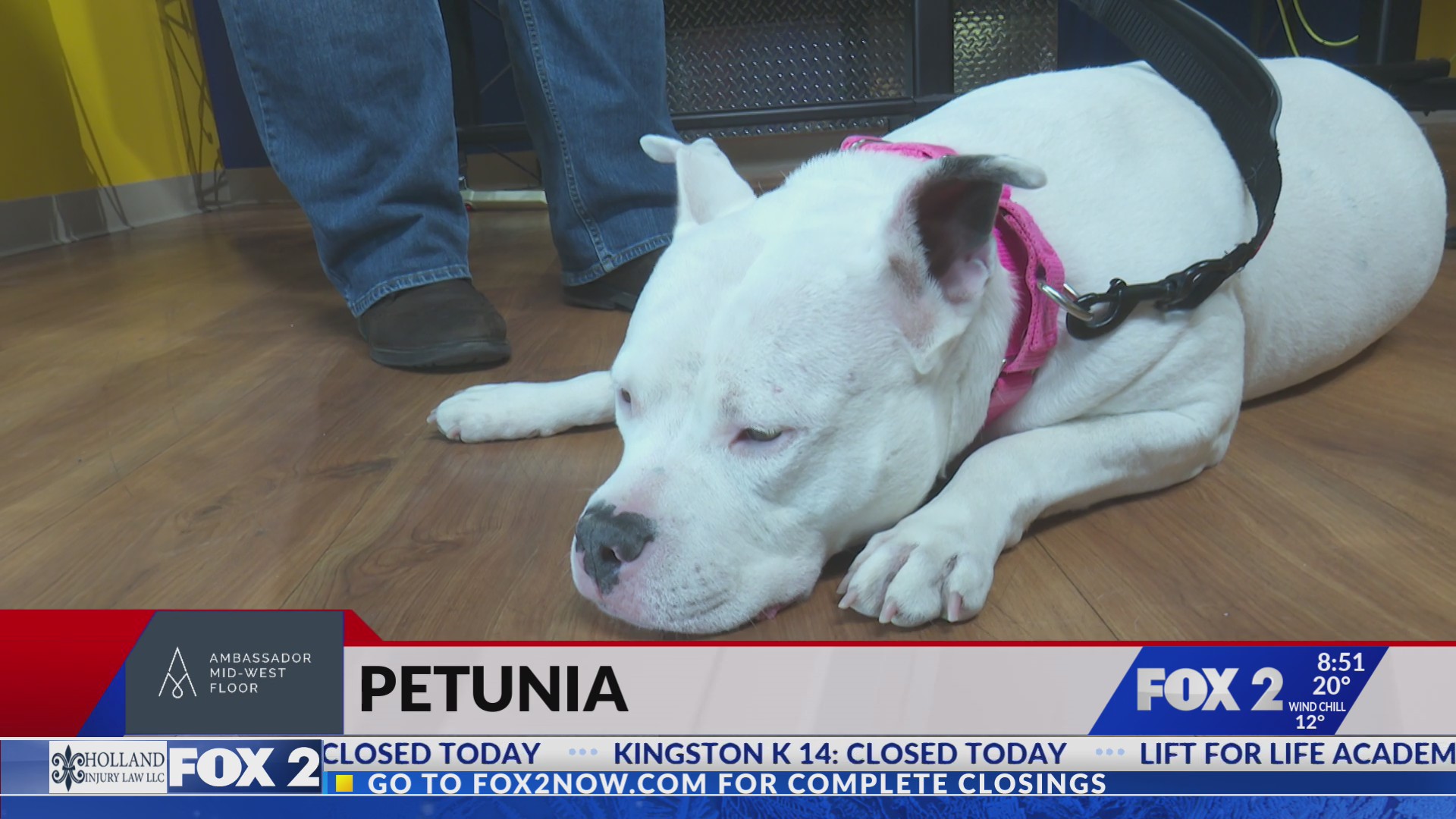 Adopt Petunia the Dog – FOX 2