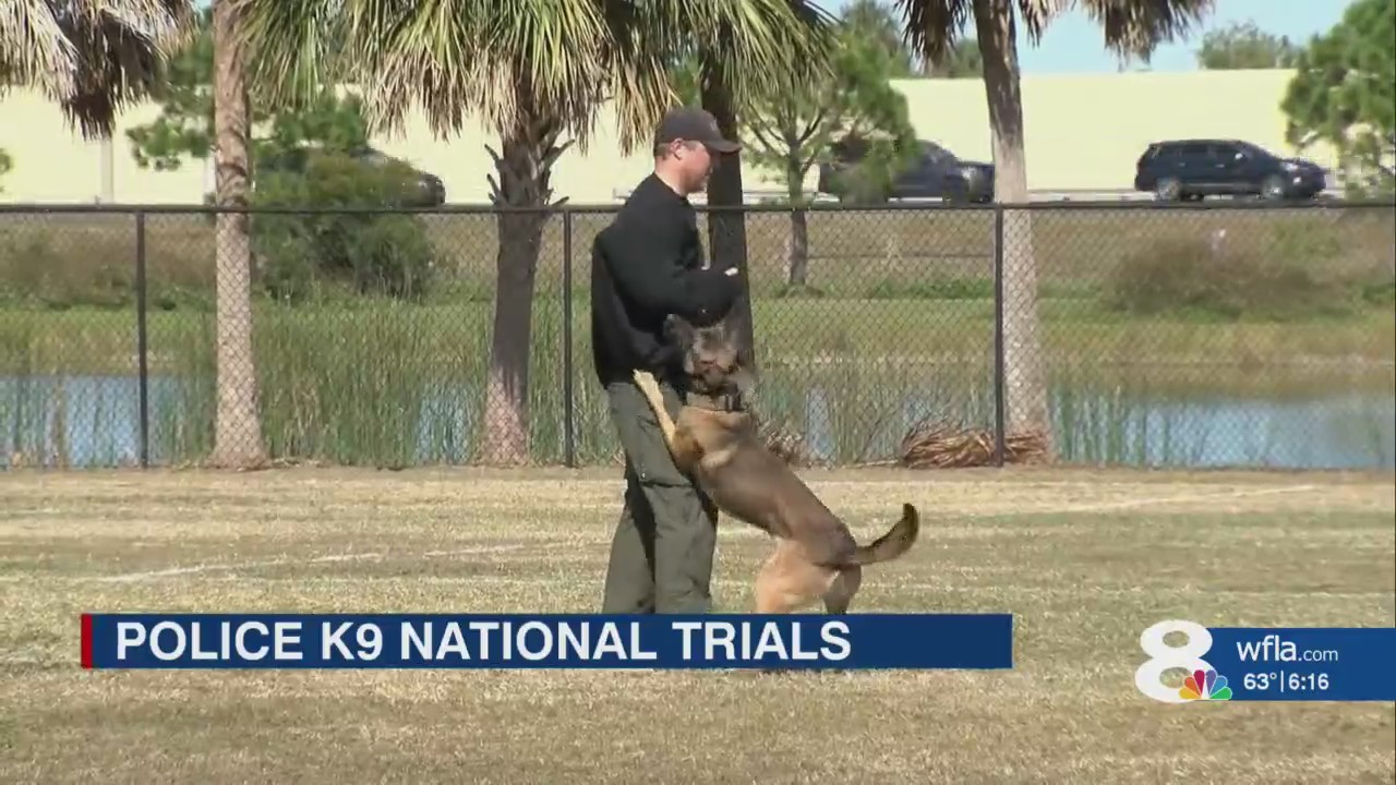 Top police canines compete in Manatee County for national trials – WFLA