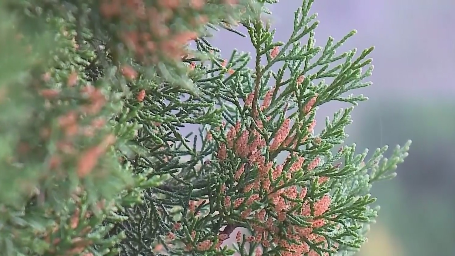 Incoming cold front could spike cedar pollen again – KXAN Austin
