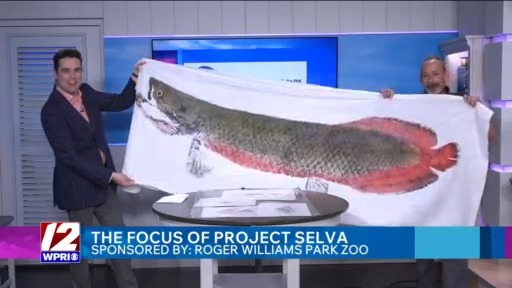 Learn how Roger Williams Park Zoo is helping the Amazon Rainforest ...