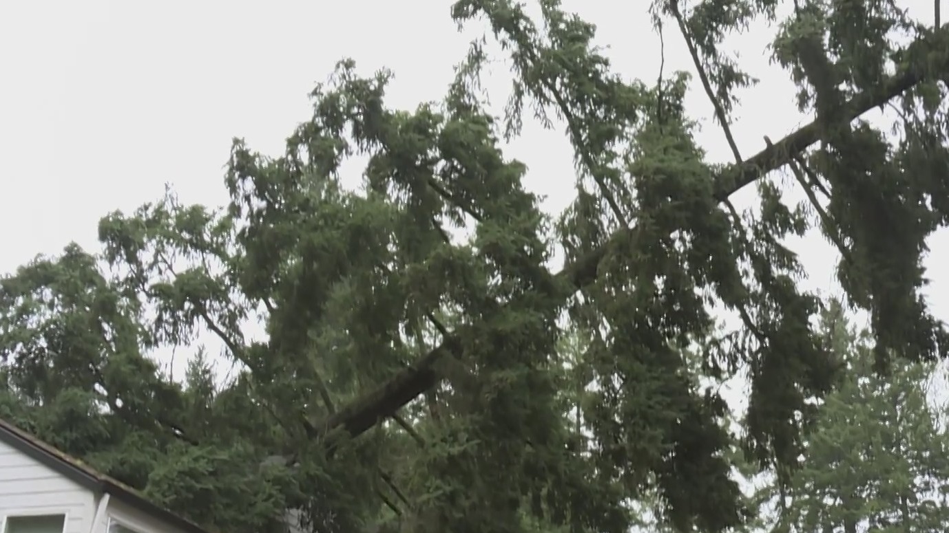 PHOTOS: Damage lingers after overnight windstorm topples trees, power ...