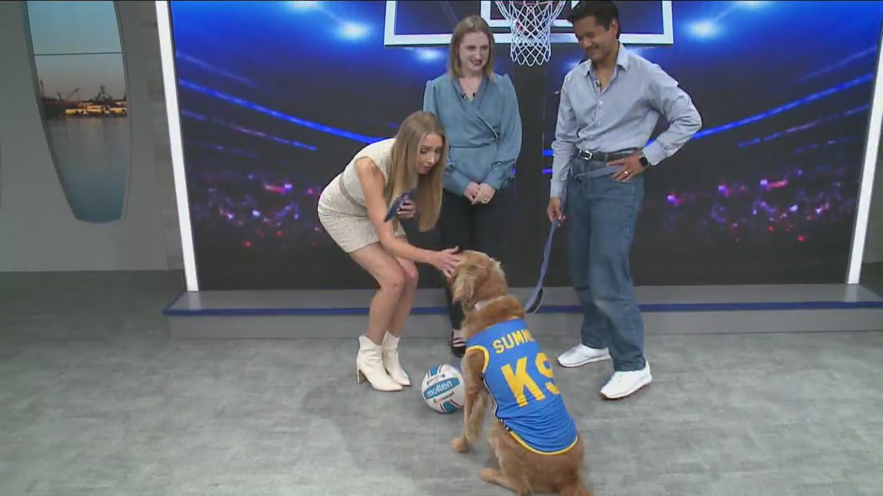 San Diego dog cast as ‘Buddy’ in Airbud Returns – FOX 5 San Diego ...