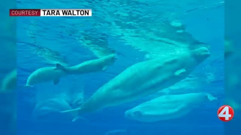 Canada endorses plan to relocate belugas – News 4 Buffalo