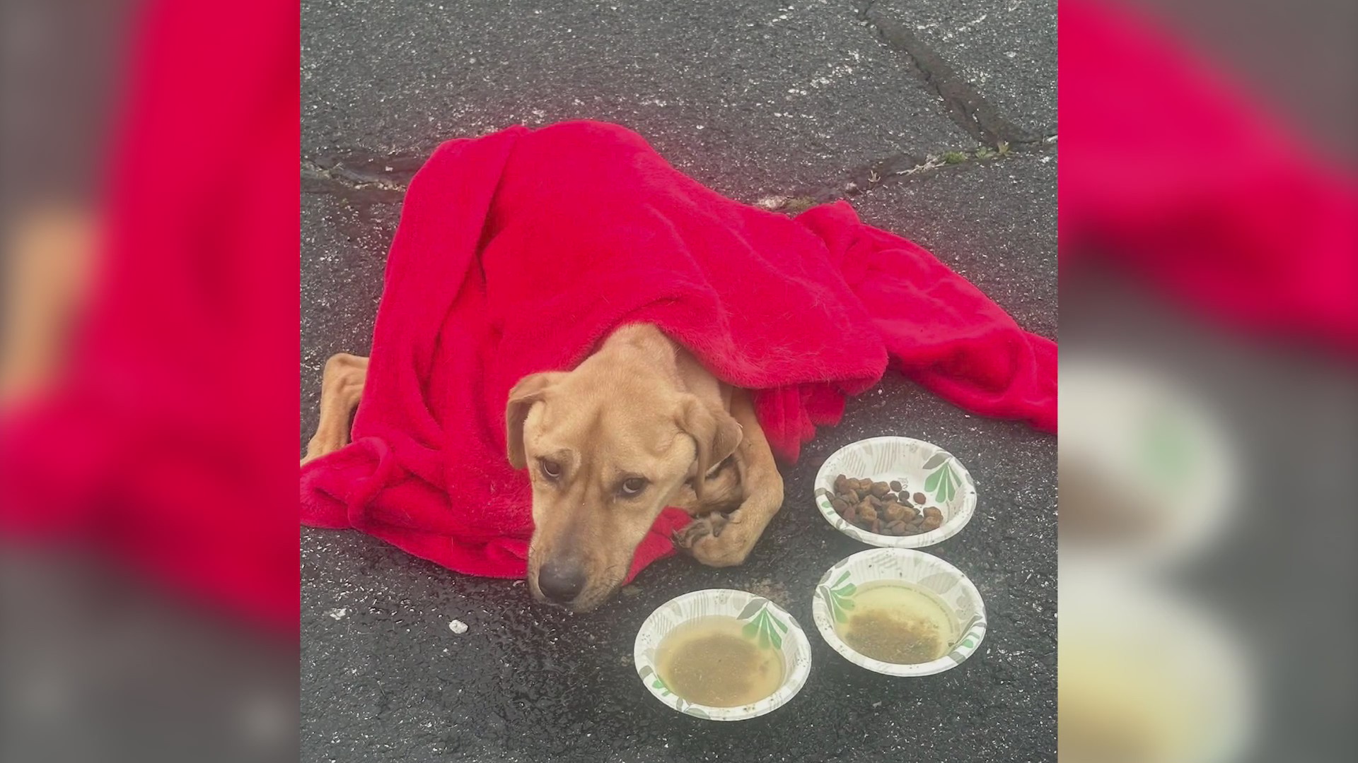 Missouri couple accused of starving dog, faces animal abuse – KSNF/KODE ...