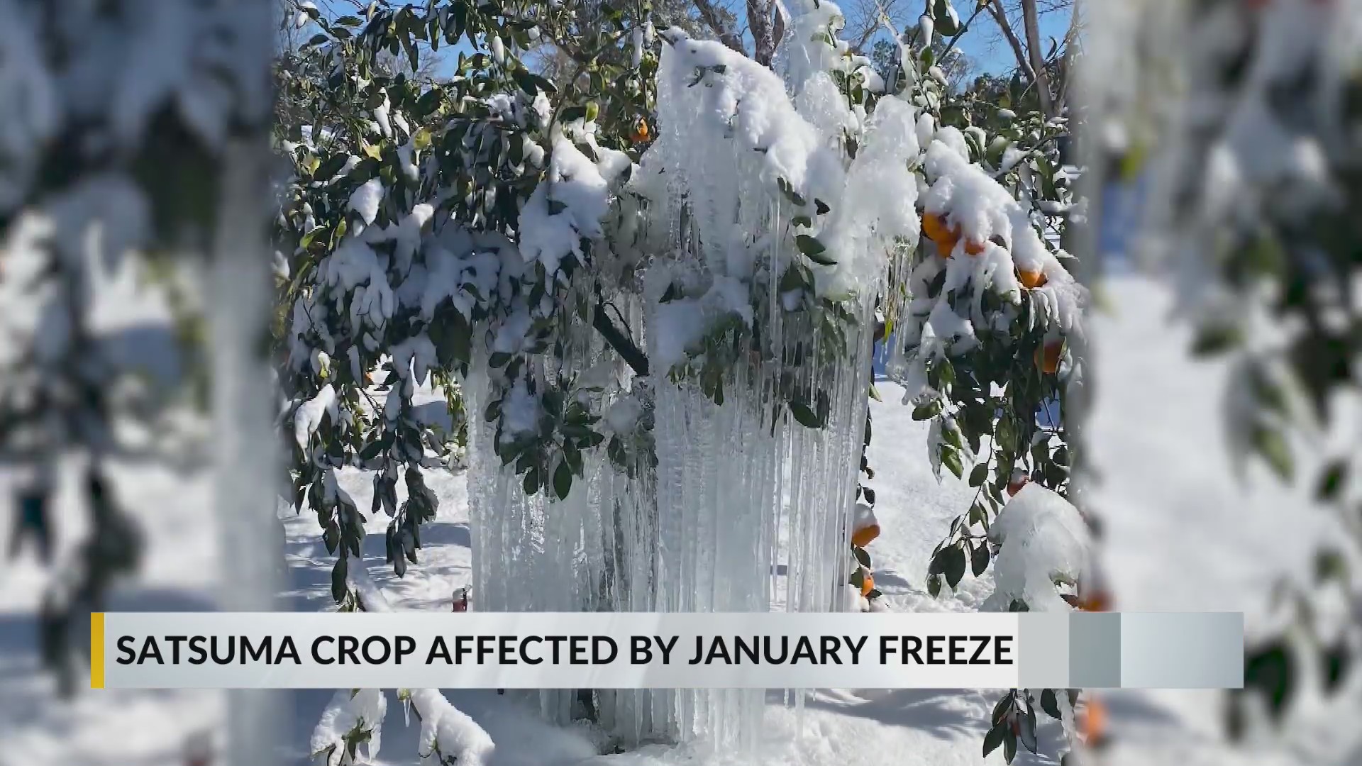 Mobile Satsuma farm still recovering from January snowstorm – WKRG News 5