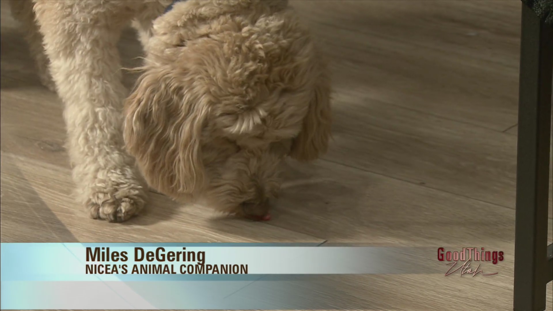 A safe for dogs Bark-cuterie board – ABC4 Utah