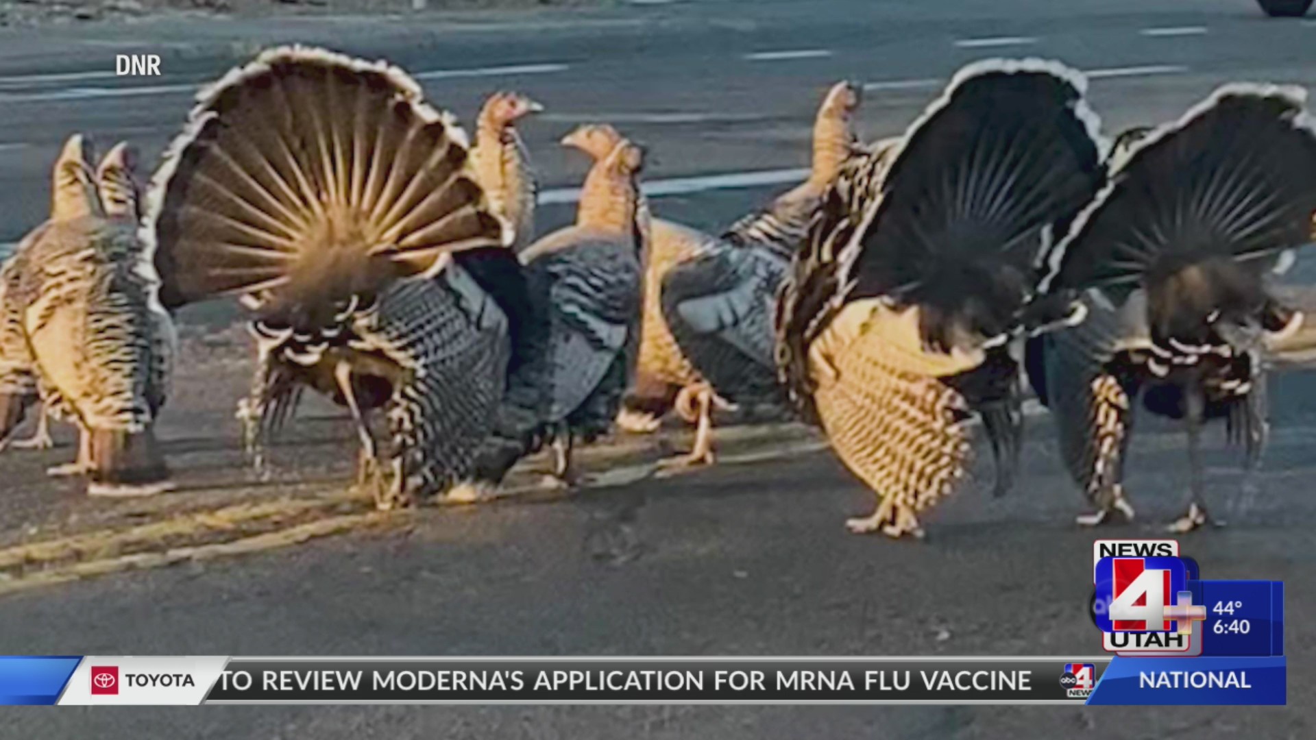 Turkey hit by car in Rose Park sparks safety concerns – ABC4 Utah
