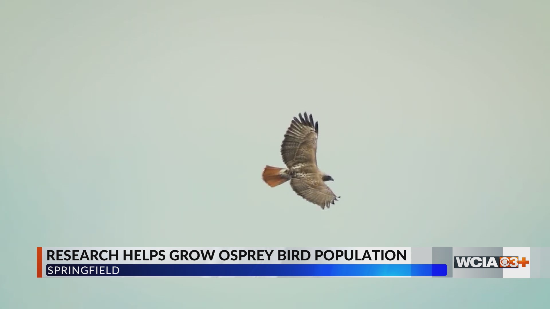 UIS professor helps osprey bird population growth in Illinois – WCIA.com