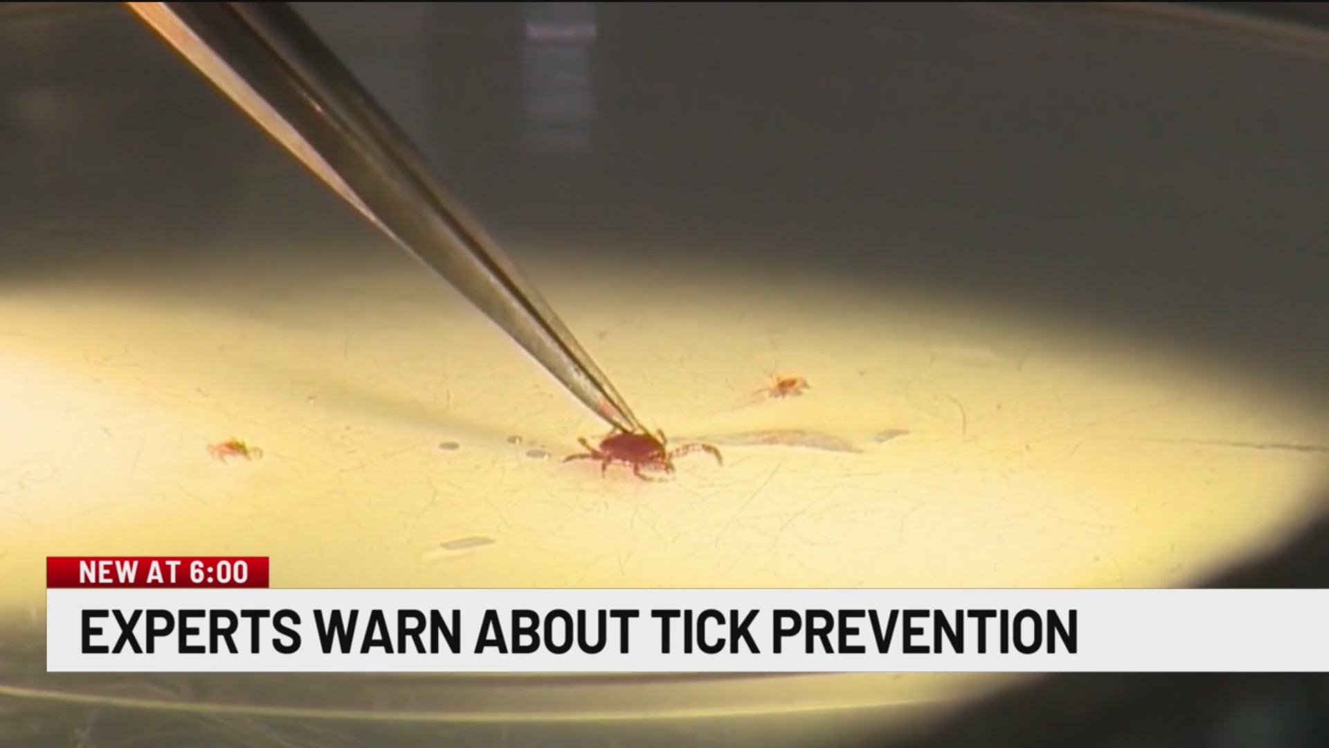 Experts already warning about ticks in Connecticut – WTNH.com