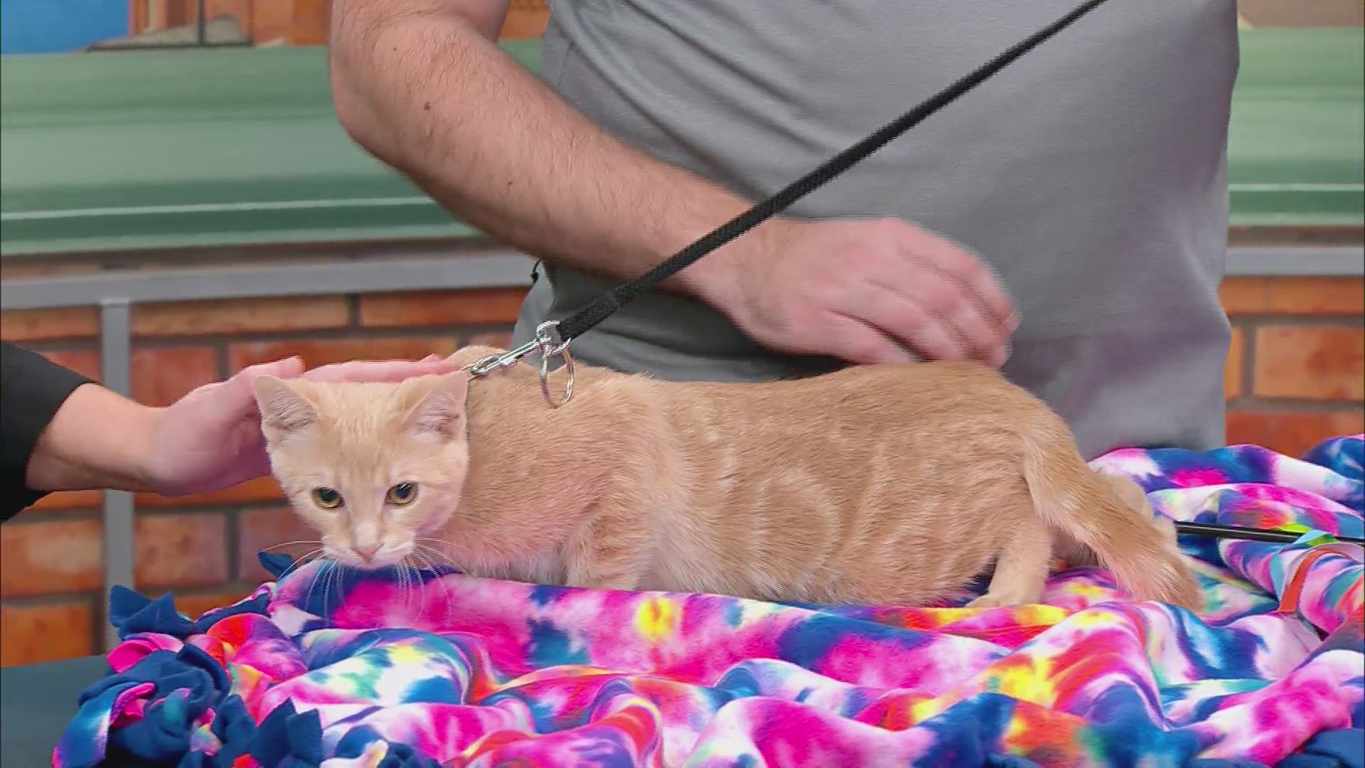 Pet Saver: Avis – WFRV Local 5 – Green Bay, Appleton