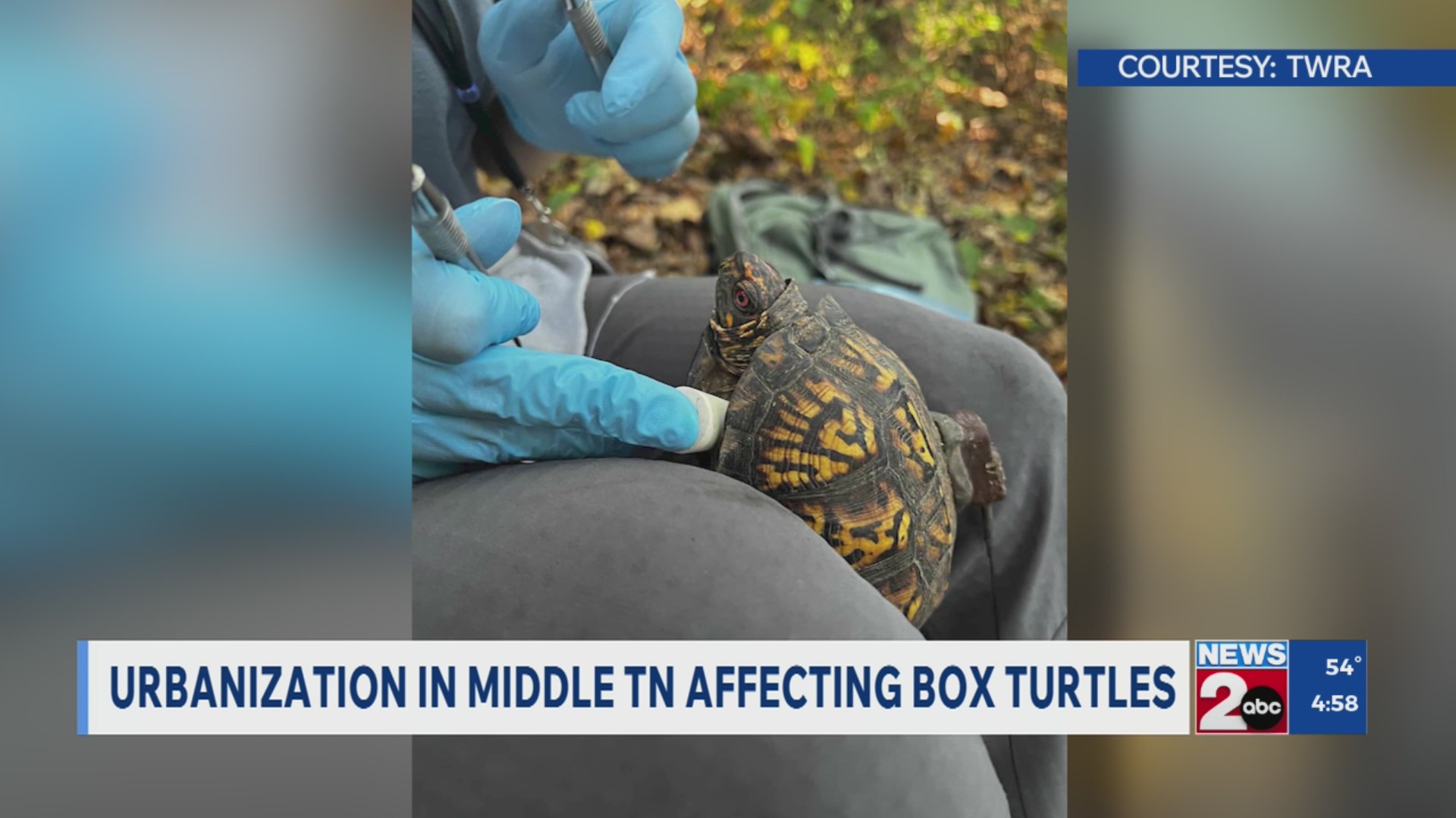 Urbanization in Middle Tennessee affecting box turtles – WKRN News 2