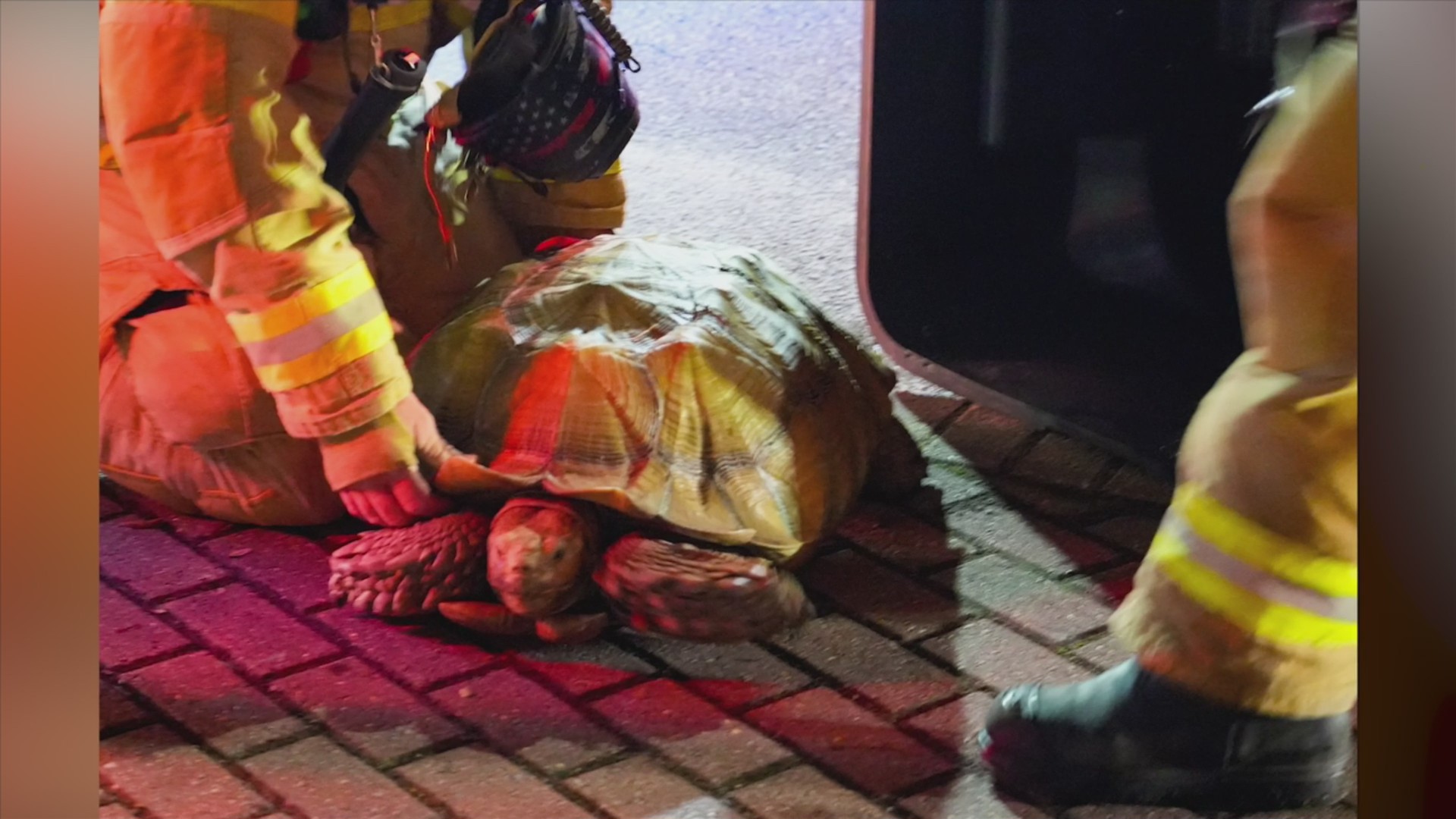 Firefighters battle blaze in Santa Rosa Beach, 100-pound tortoise ...