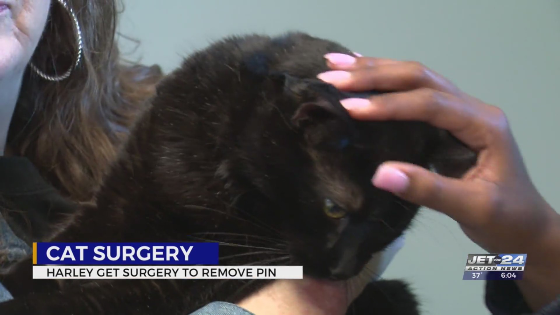 Local vet steps up to help cat who swallowed sewing needle – WJET/WFXP ...