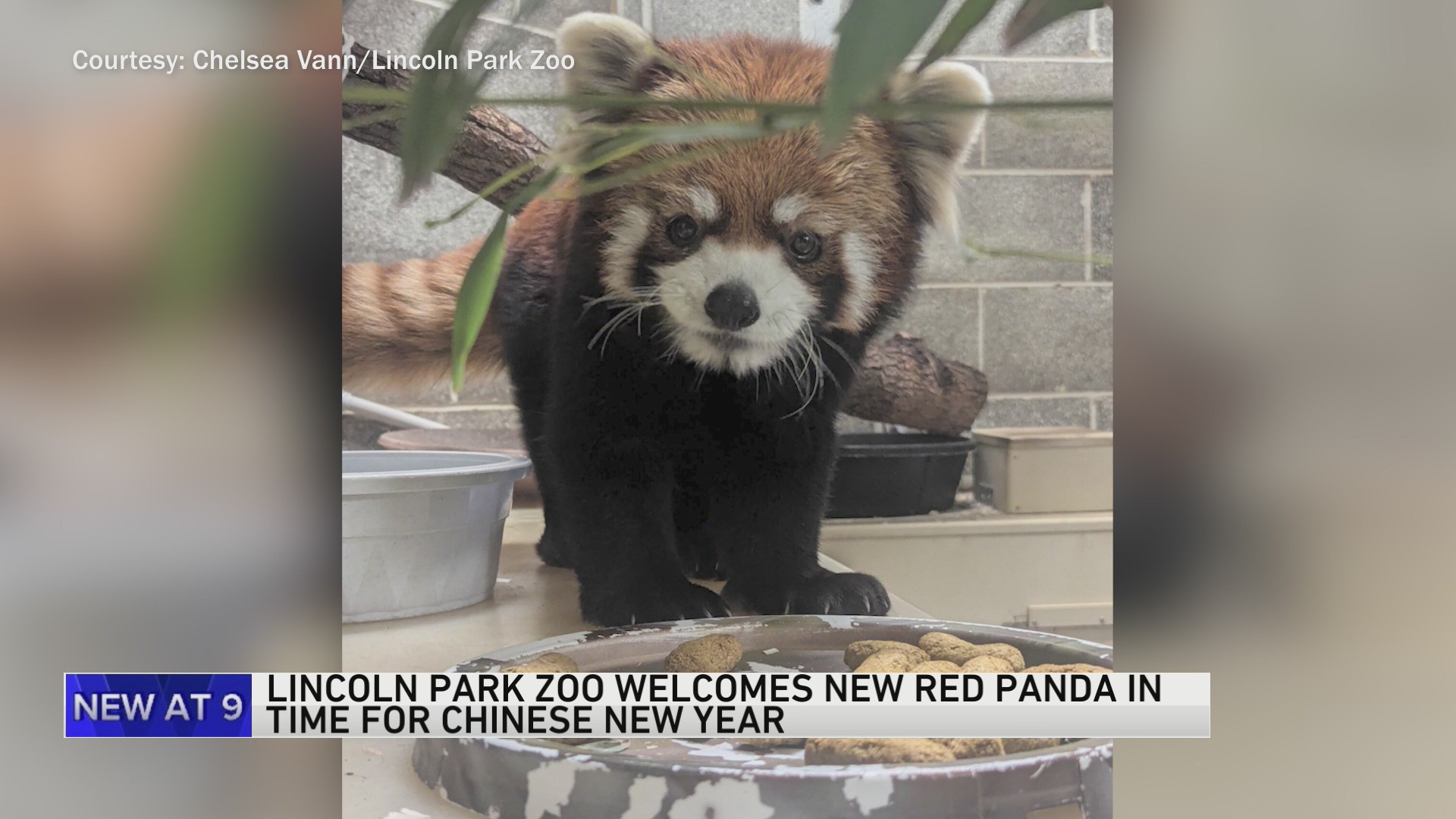 Lincoln Park Zoo welcomes new red panda for Lunar New Year – WGN-TV
