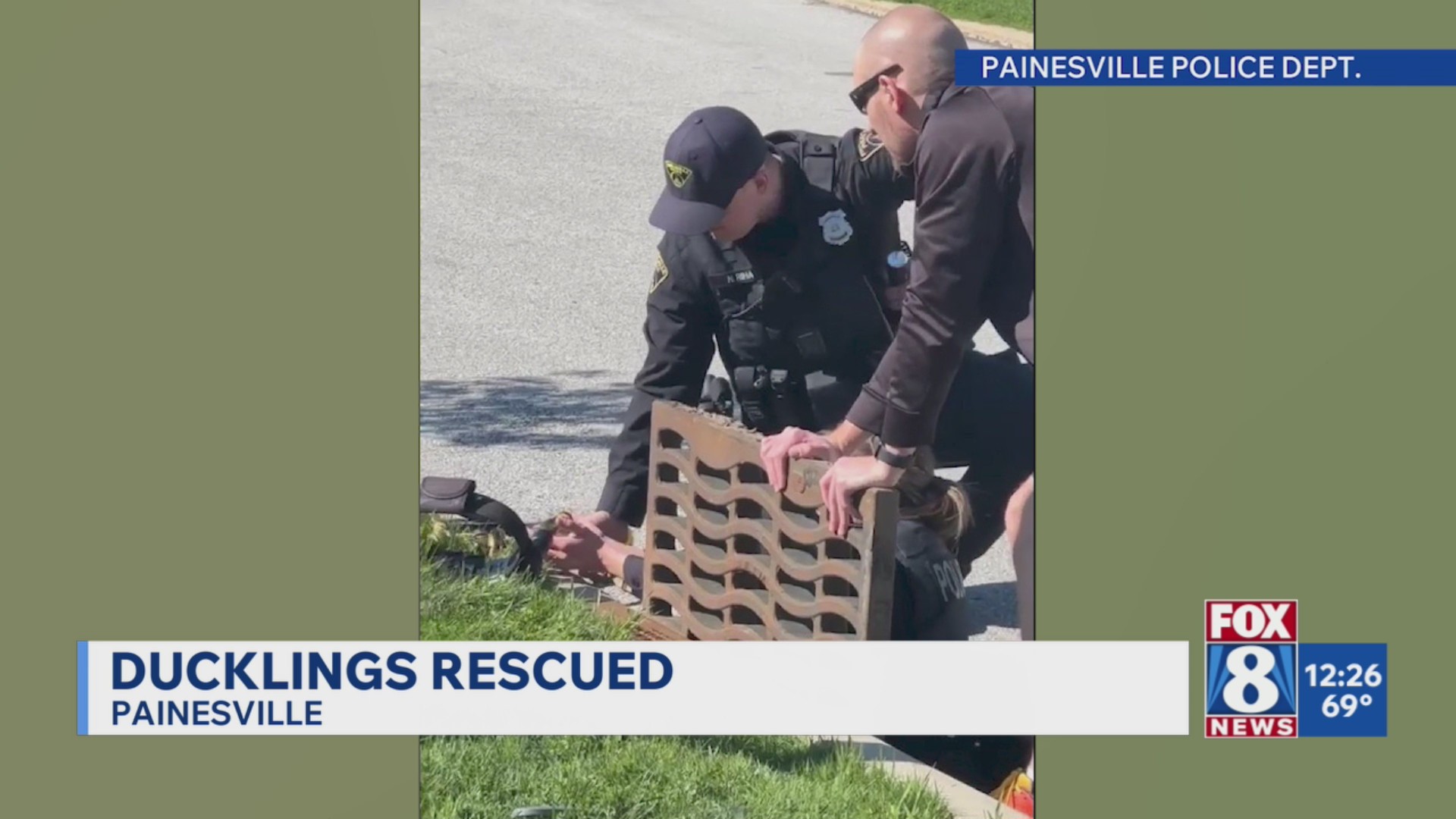 Ducklings rescued from storm drain in Painesville – Fox 8 Cleveland WJW