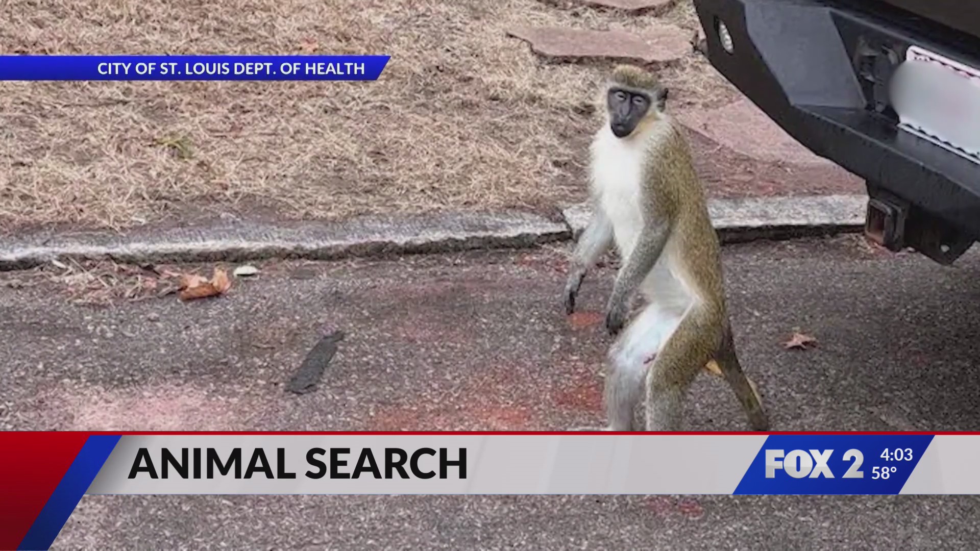 Rare monkeys on the loose in St. Louis in global spotlight – FOX 2